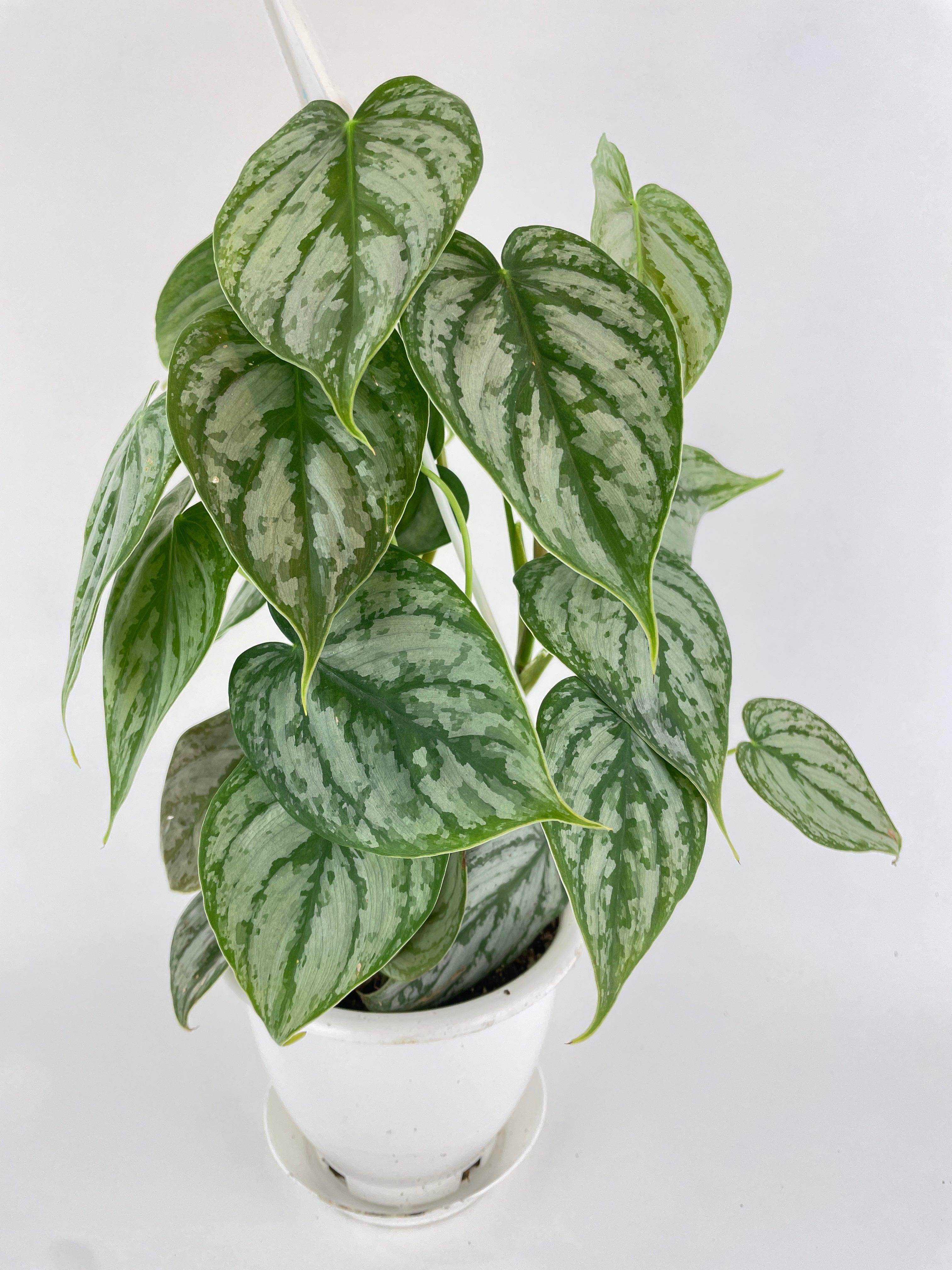Bumble Plants Philodendron Brandtianum Silver Leaf - Full Live Colorful ...