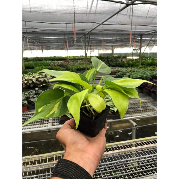 Philodendron 'Congo Rojo', 4