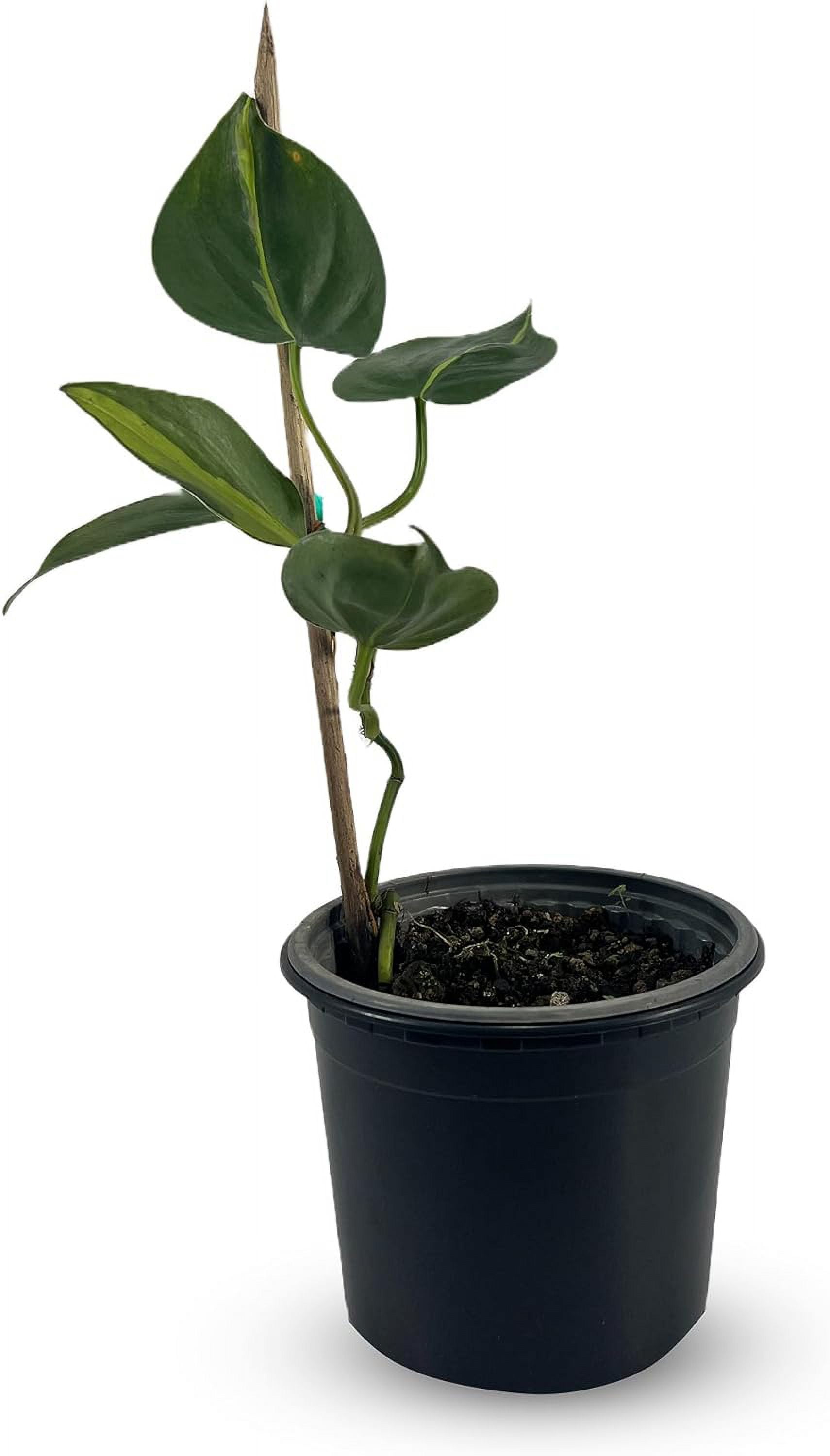 Philodendron Brazil by LEAL PLANTS ECUADOR|Golden Pothos Philodendron ...