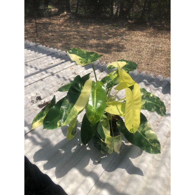 Philodendron Burble Marx Variegated - Walmart.com
