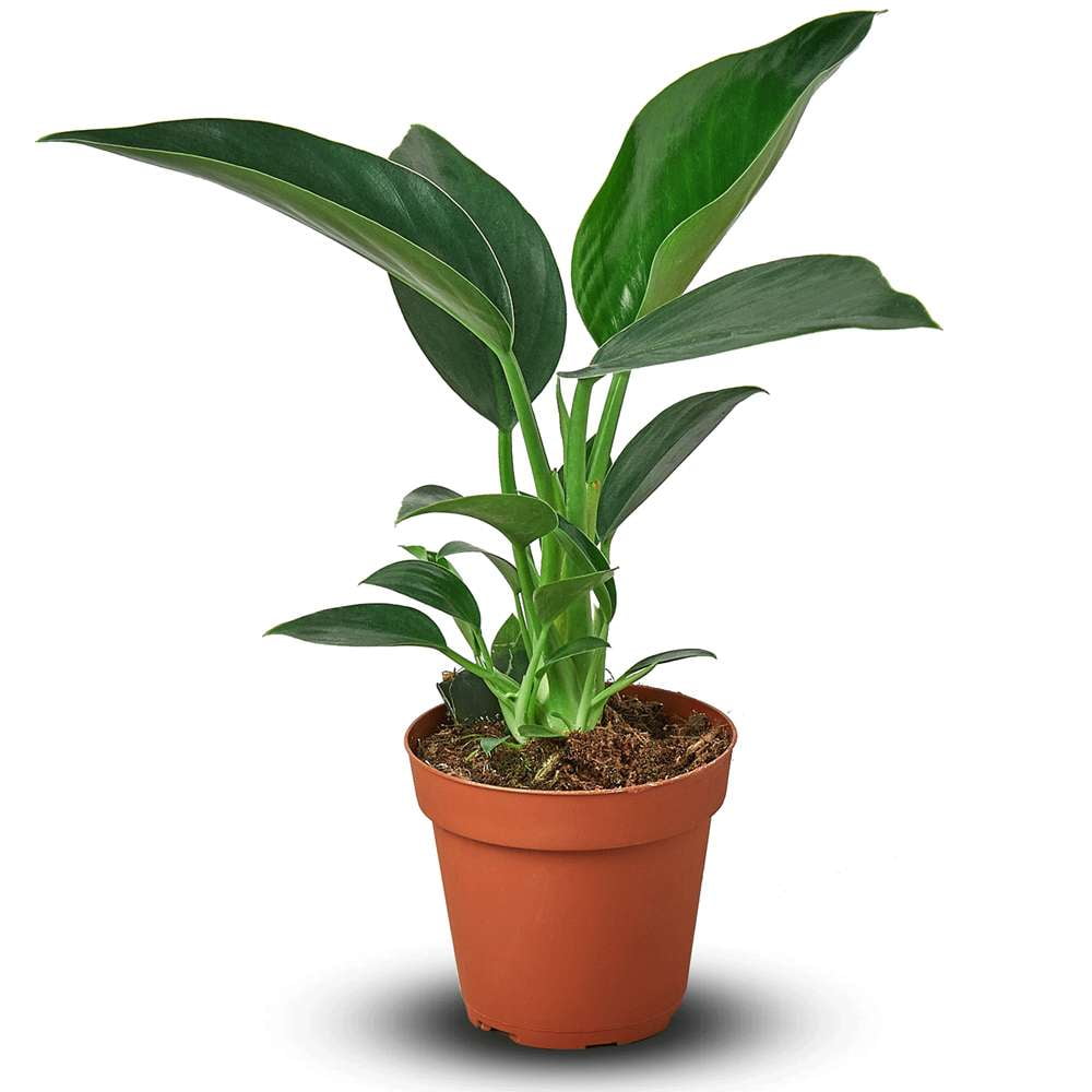 Philodendron Congo Green Live Plant for Indoor | Different Houseplants ...