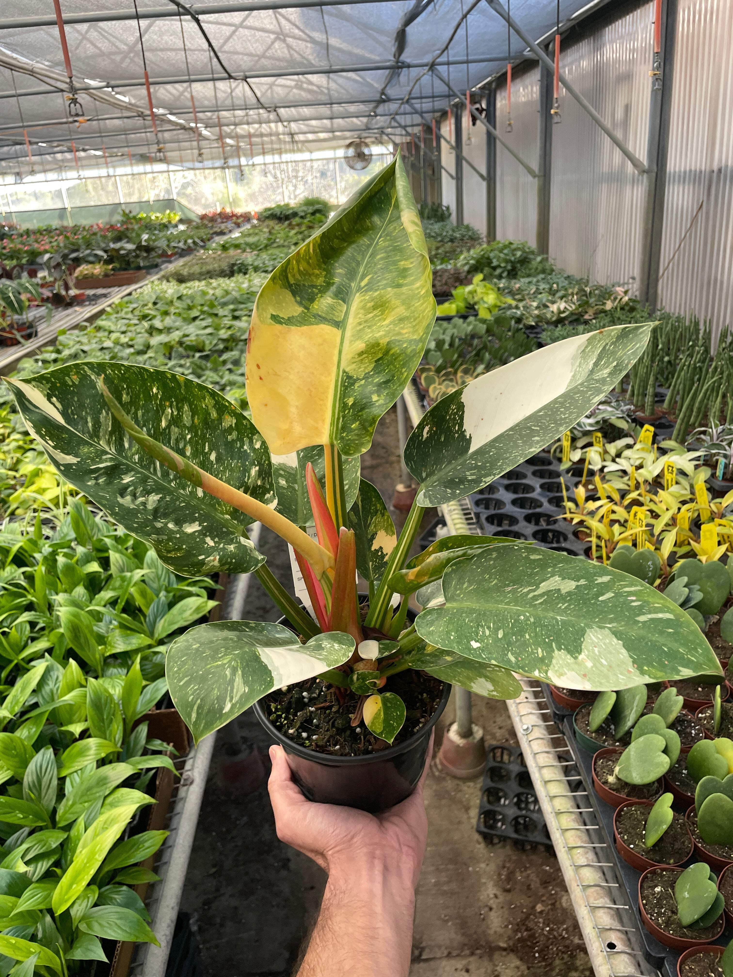 Philodendron 'Congo Green Variegated in 6" Pot | Live Plant for Indoor ...