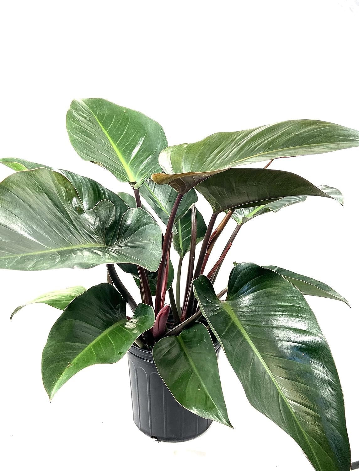 Philodendron Congo Rojo - Live Plant in a 10 Inch Growers Pot ...