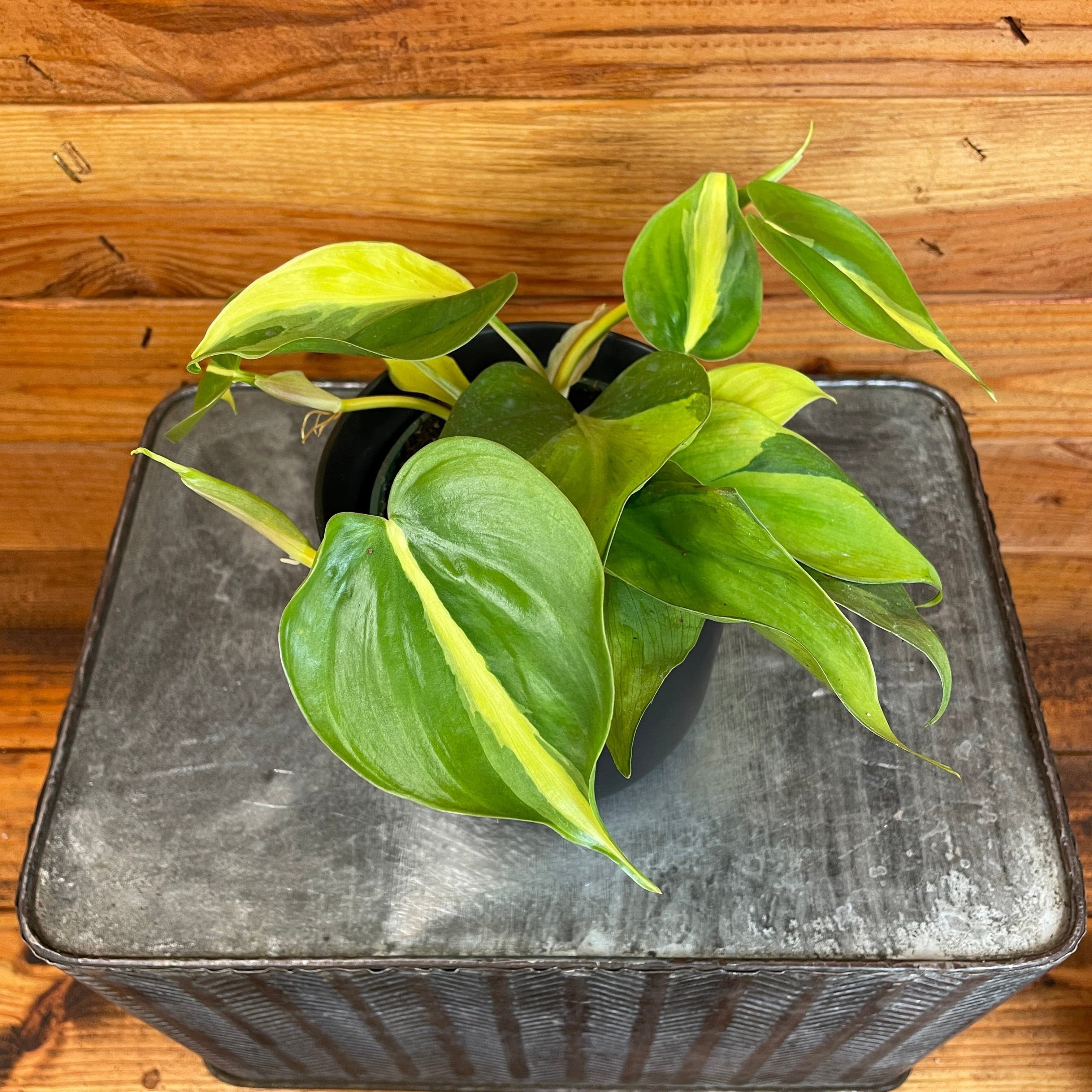Philodendron Cordatum Brasil, 4" Plant - Walmart.com