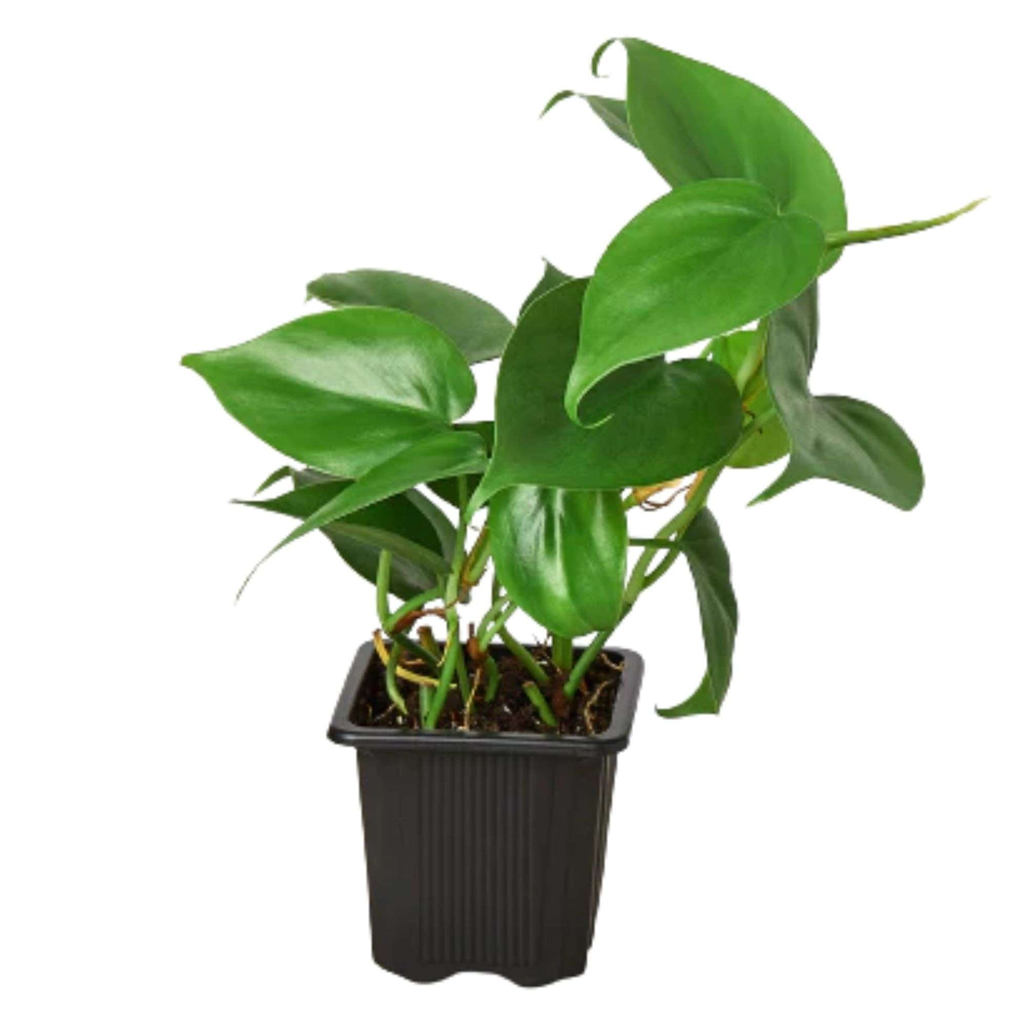 Philodendron Cordatum Heartleaf Live Plant for Indoor | Different ...