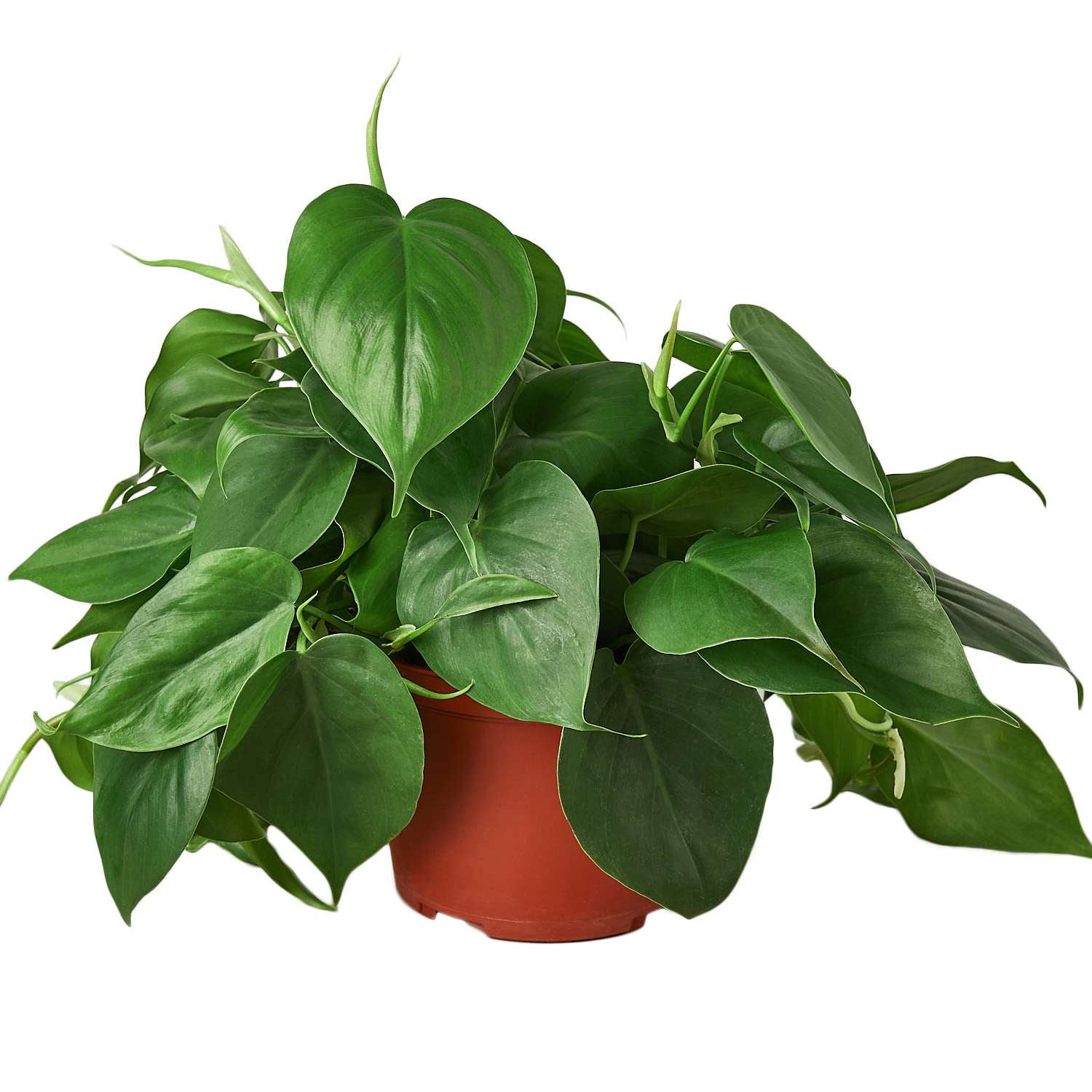 Philodendron Cordatum Heartleaf Live Plant for Indoor | Different ...