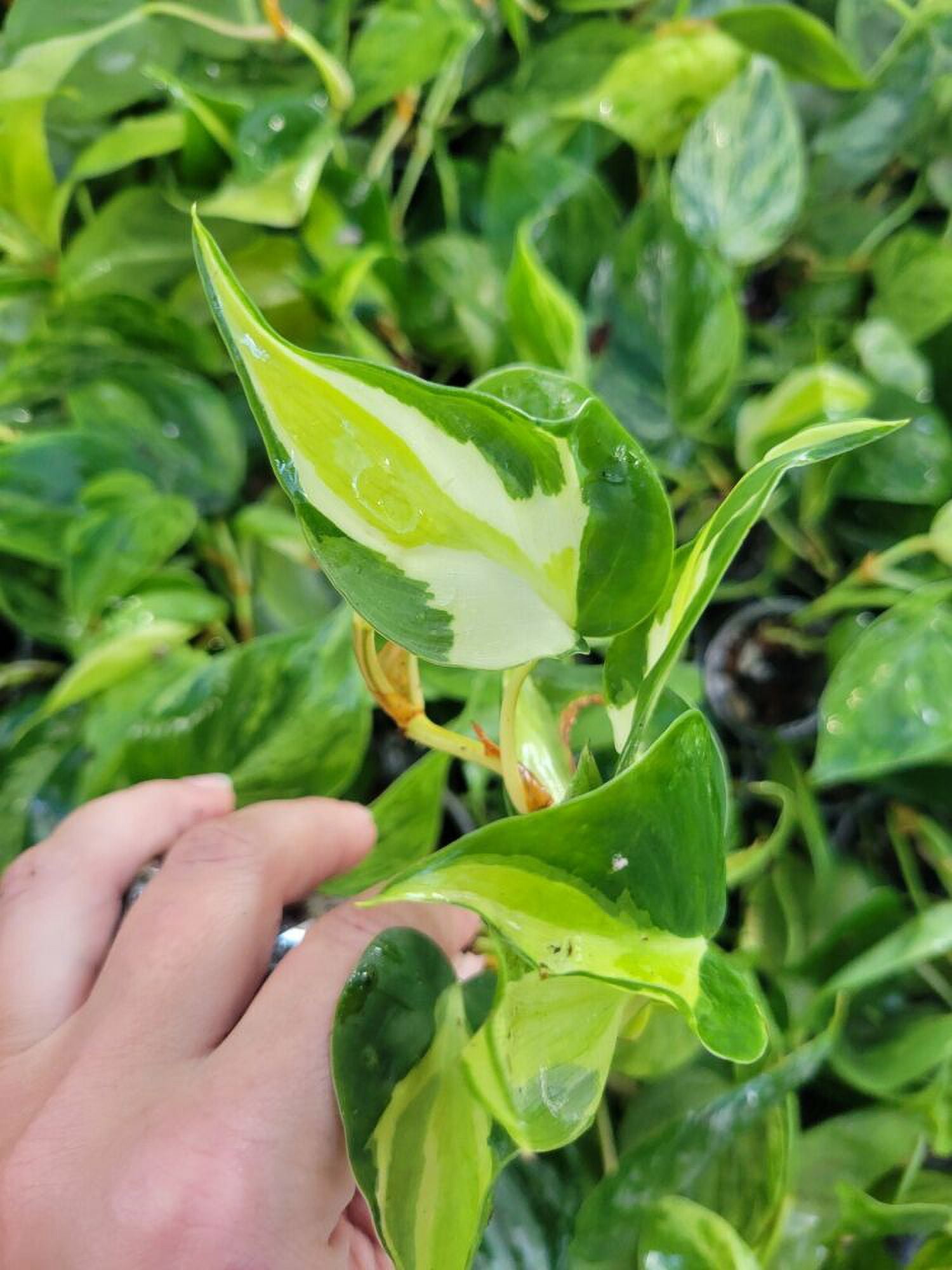 Philodendron Cream Splash Brasil Pothos - Walmart.com
