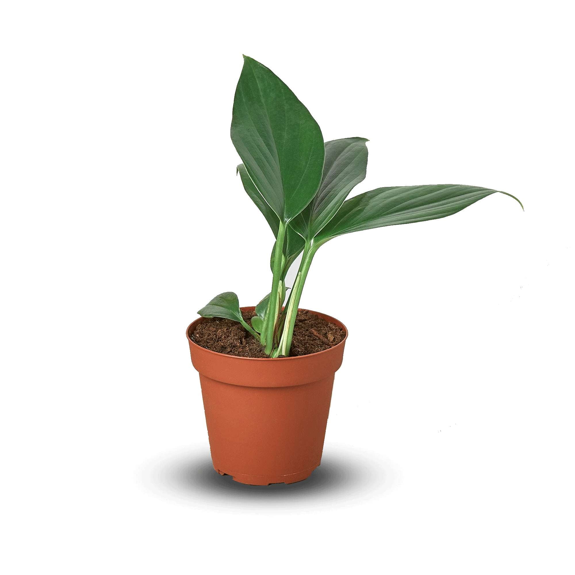 Philodendron Dragon Tail Live Plant for Indoor | Different Houseplants ...