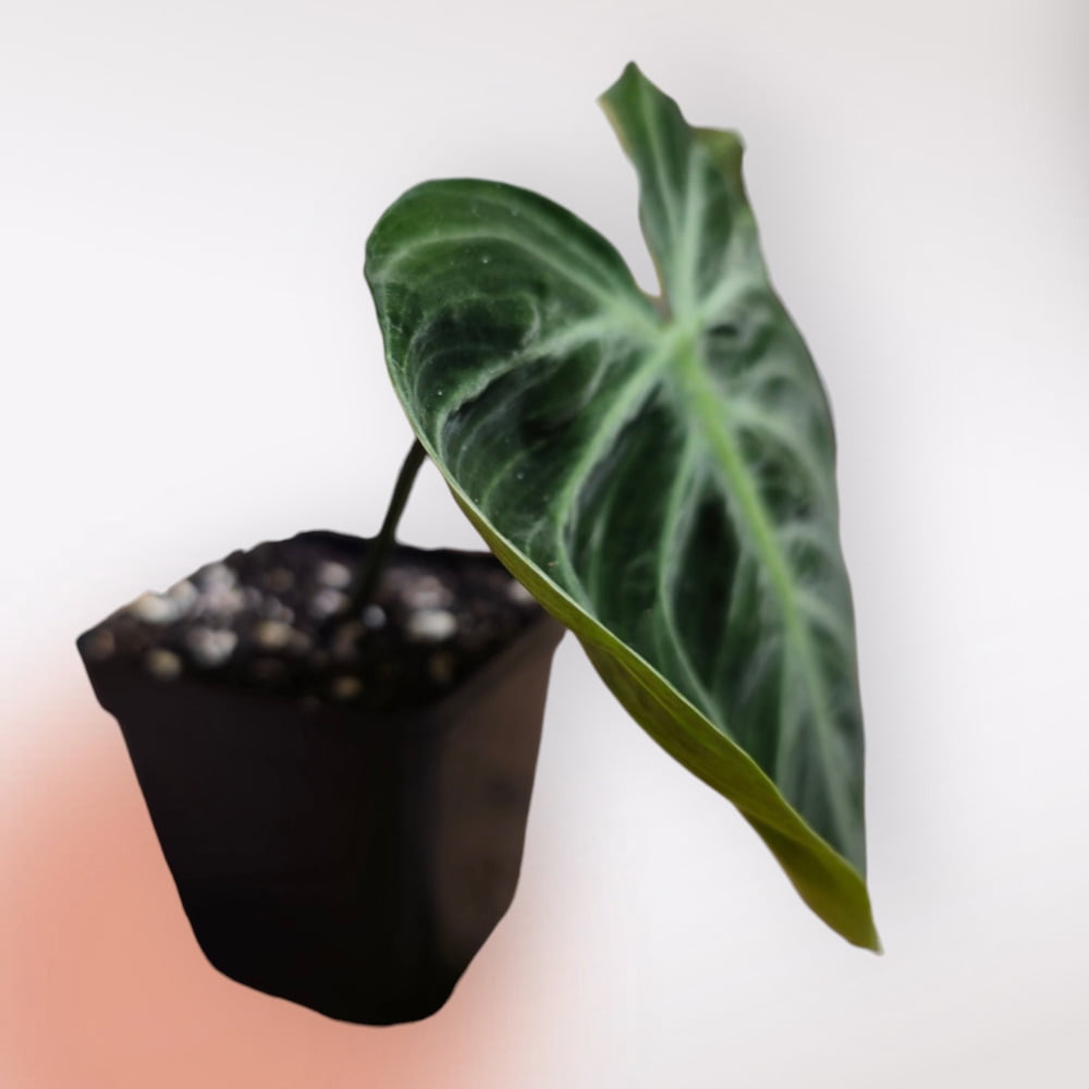 Philodendron El Choco Red Live Plant ~ Gorgeous Leaves ~ Velvet Texture ...