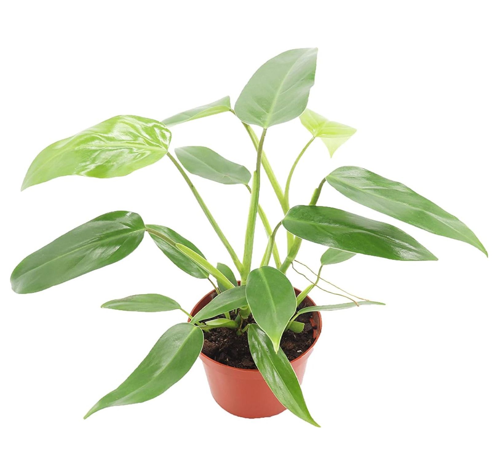 Philodendron Emerald Green- 6'' from JepoIA - Walmart.com