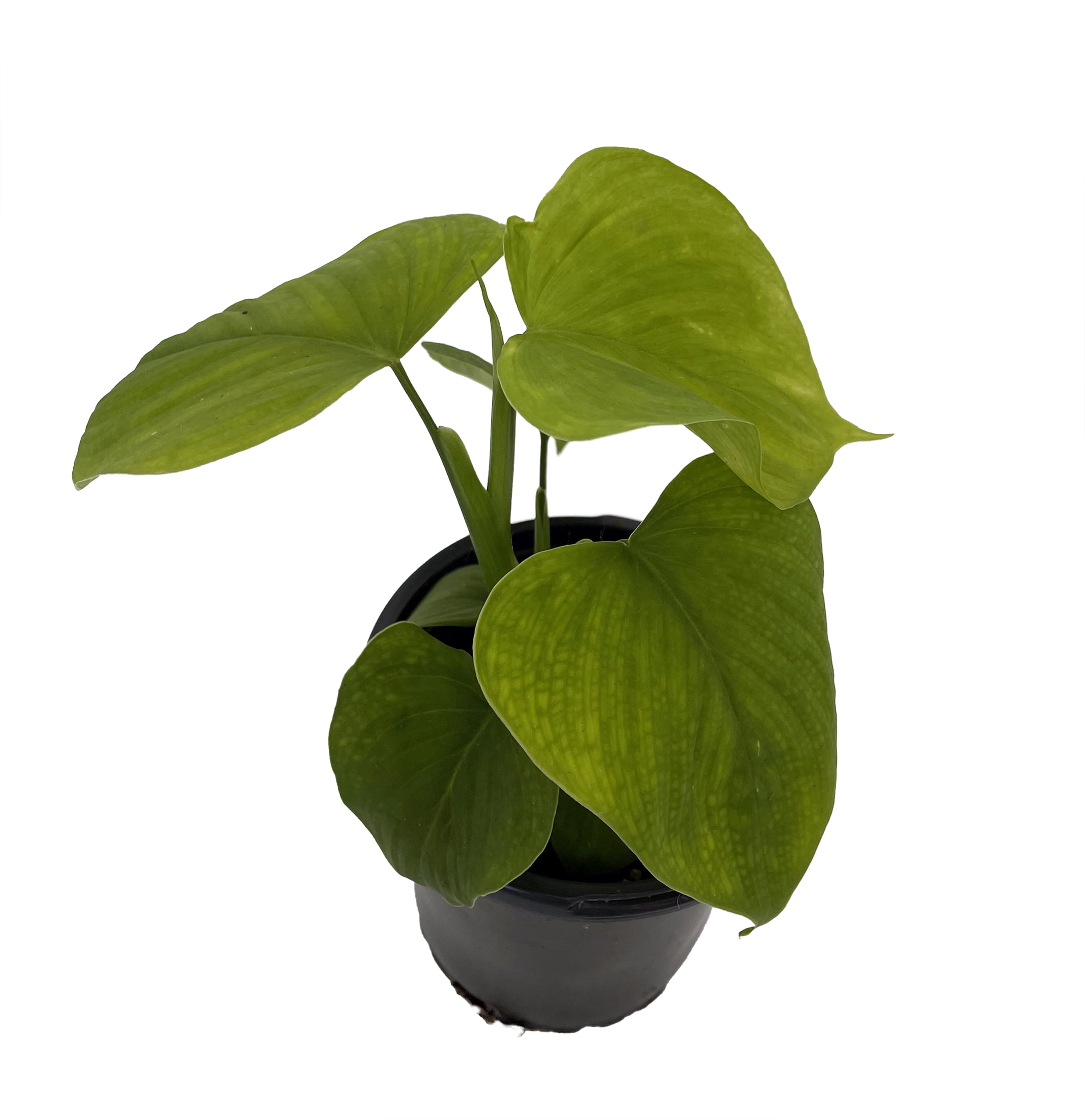 Philodendron Fibraecataphyllum - 4" Pot - Collector's Series - Walmart.com