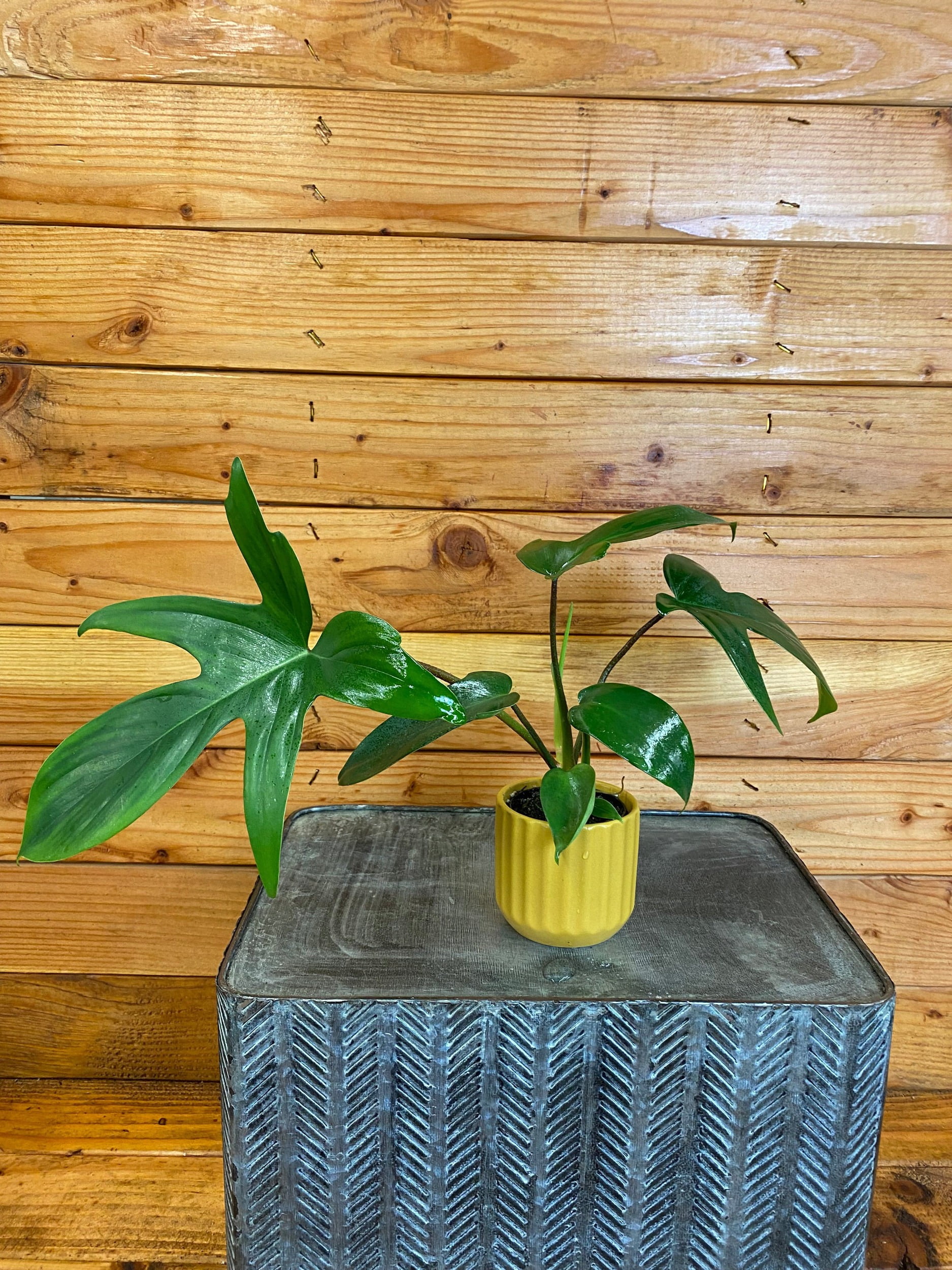 Philodendron Florida Green, 2" Plant, The Plant Farm - Walmart.com