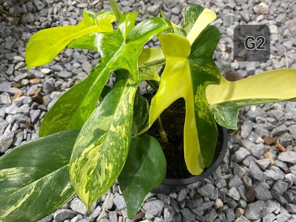 Philodendron Florida ghost variegated - Walmart.com