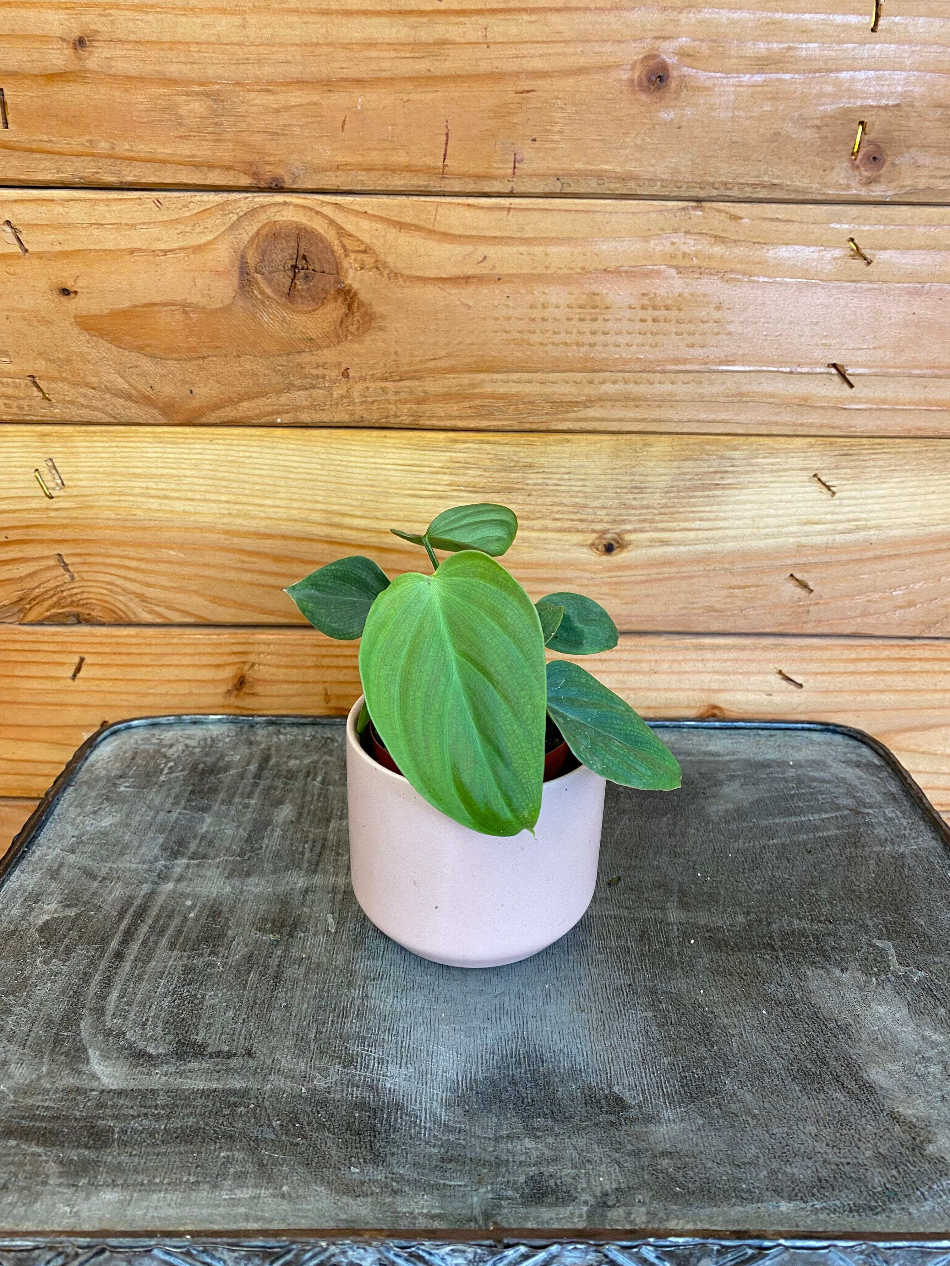 Philodendron Fuzzy Petiole, 2" Plant, The Plant Farm - Walmart.com