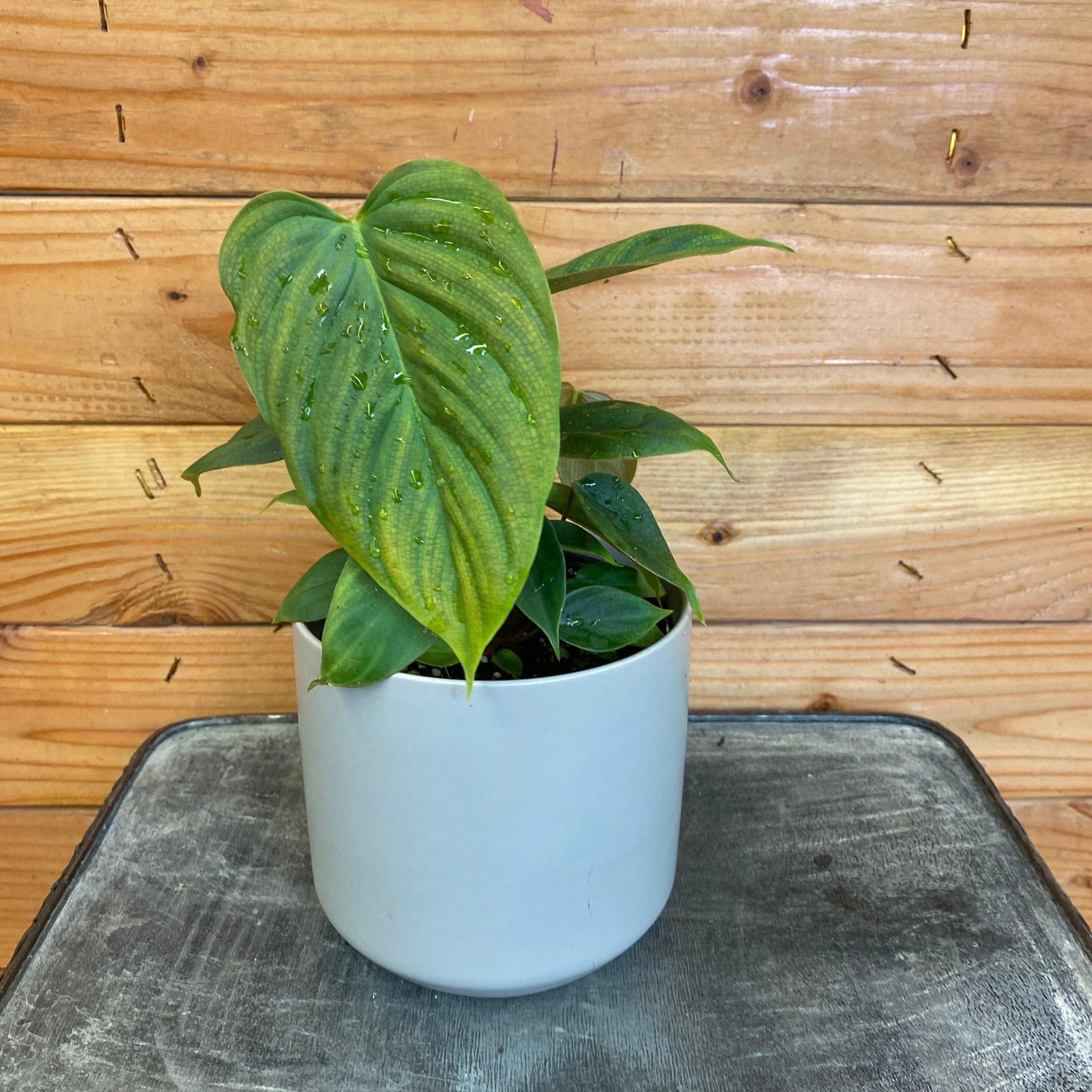 Philodendron Fuzzy Petiole, 4" Plant, The Plant Farm - Walmart.com