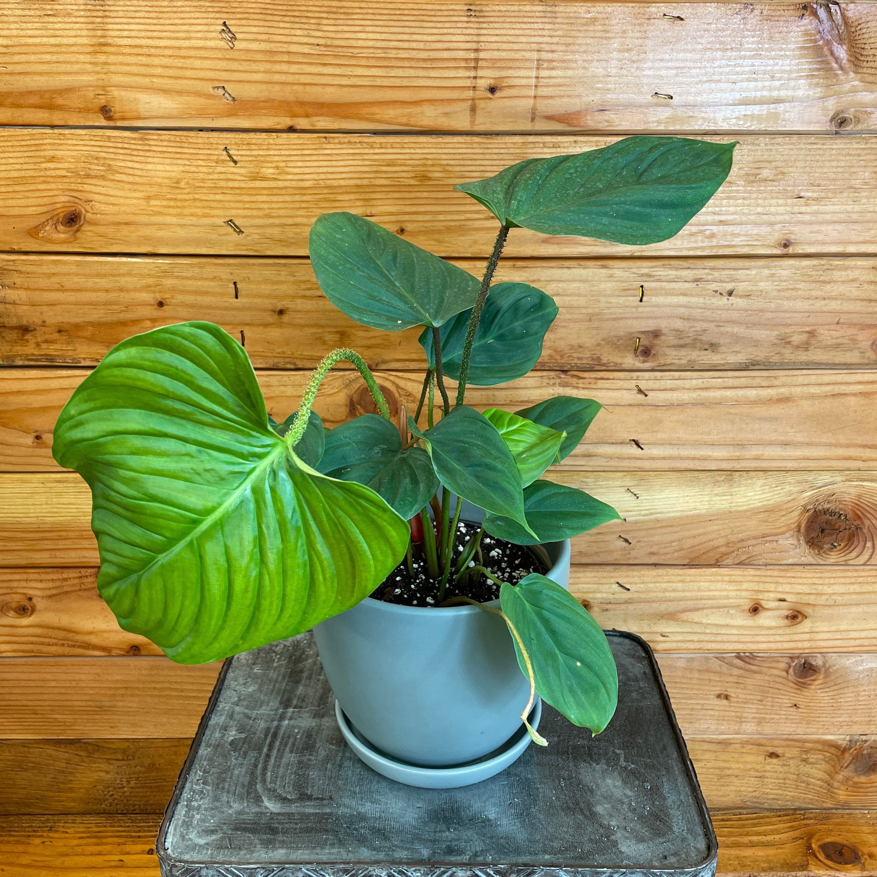 Philodendron Fuzzy Petiole, 6" Plant, The Plant Farm - Walmart.com