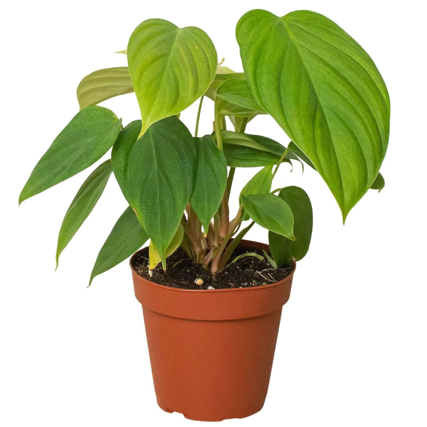 Philodendron Fuzzy Petiole Live Plant for Indoor | Different ...