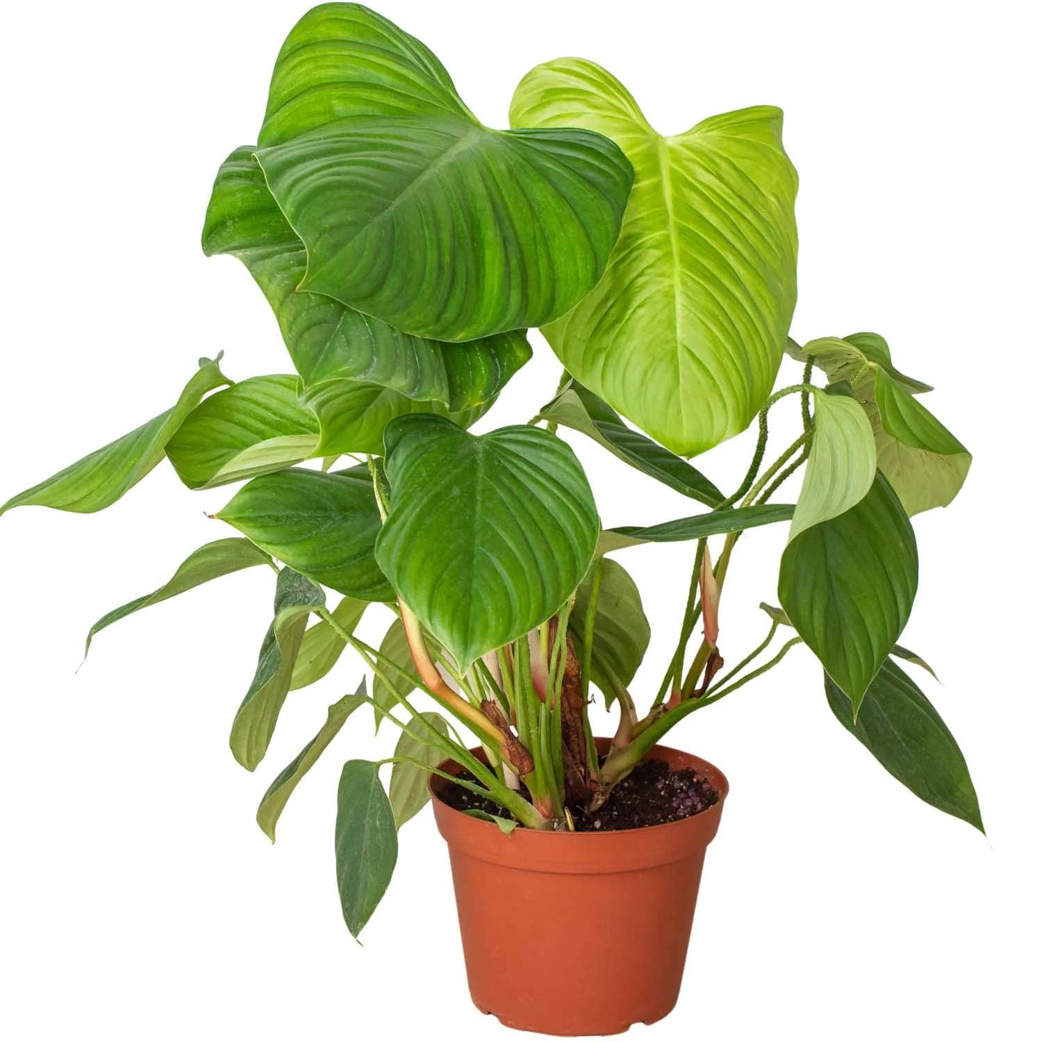 Philodendron Fuzzy Petiole Live Plant for Indoor | Different ...