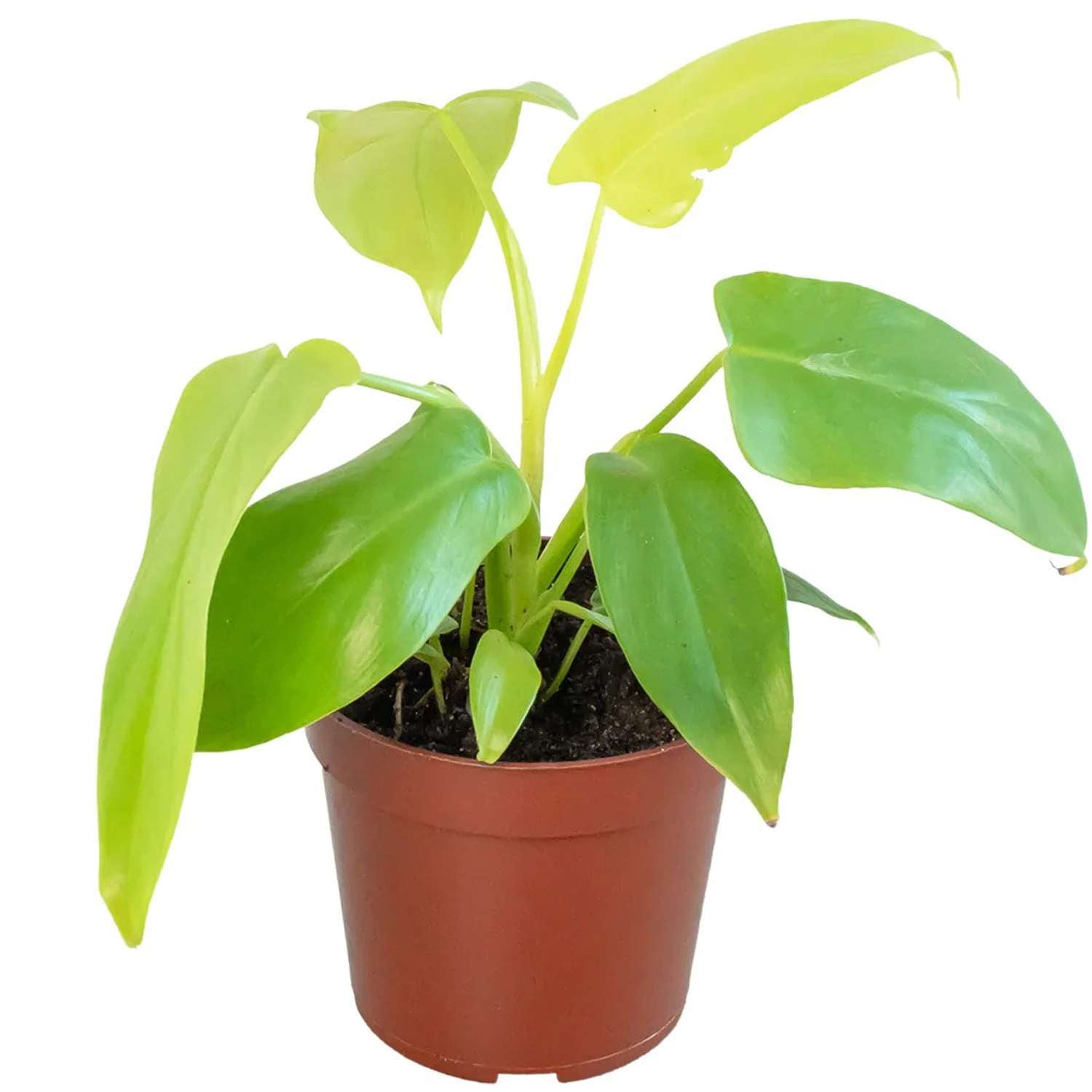 Philodendron Gold Violin Live Plant for Indoor | Different Houseplants ...