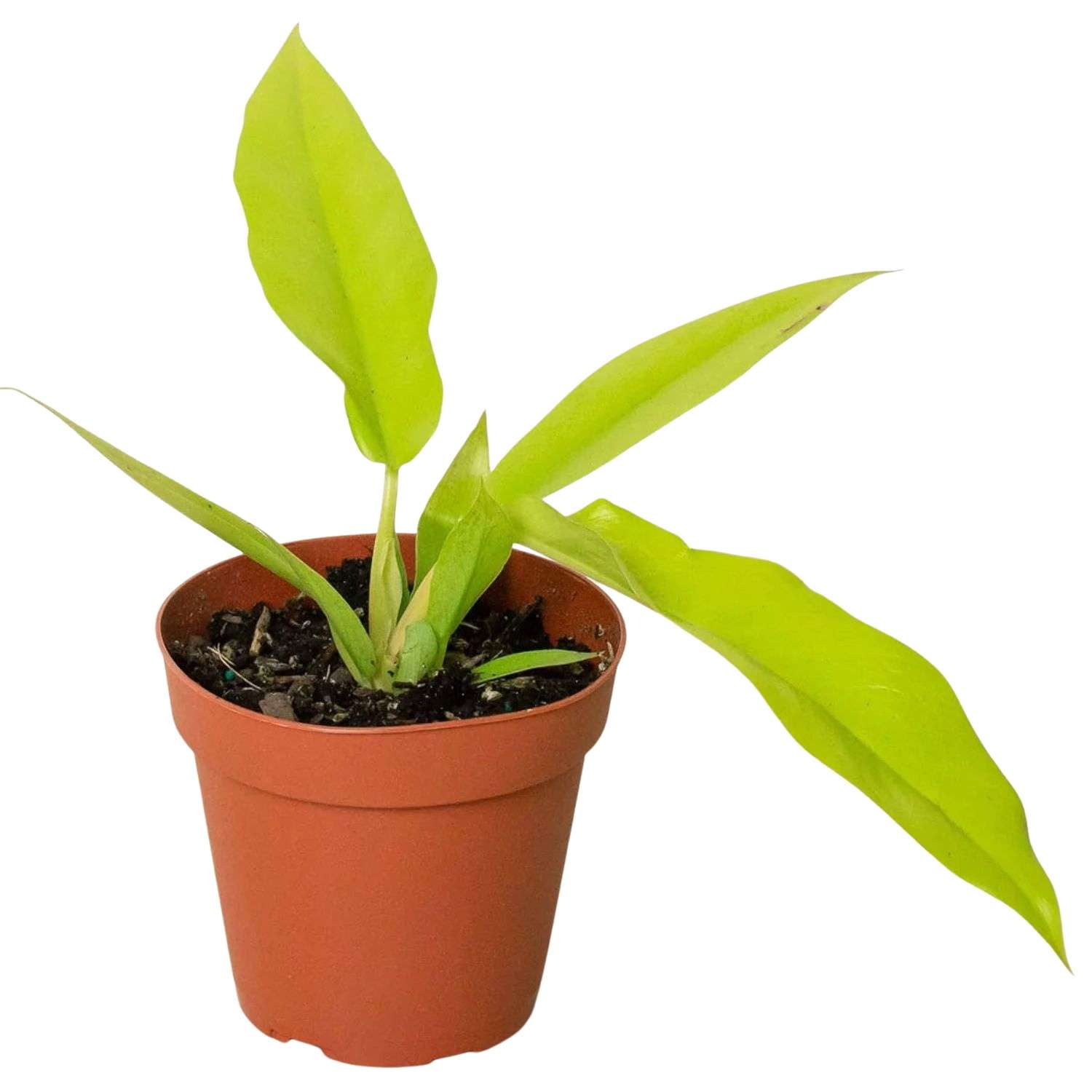 Philodendron Golden Ring of Fire Live Plant for Indoor | Different ...