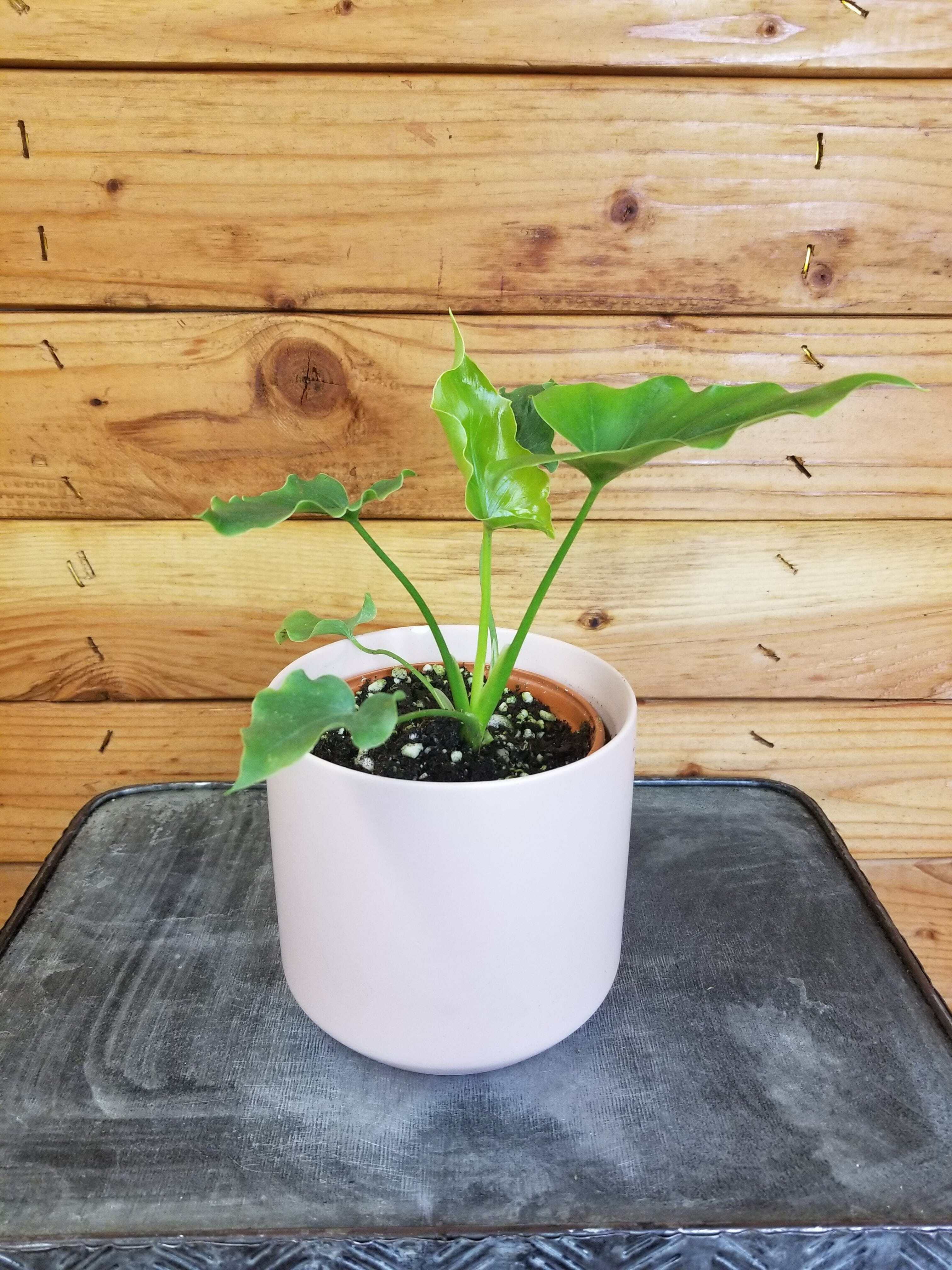 Philodendron Hope, 4" Plant, The Plant Farm - Walmart.com