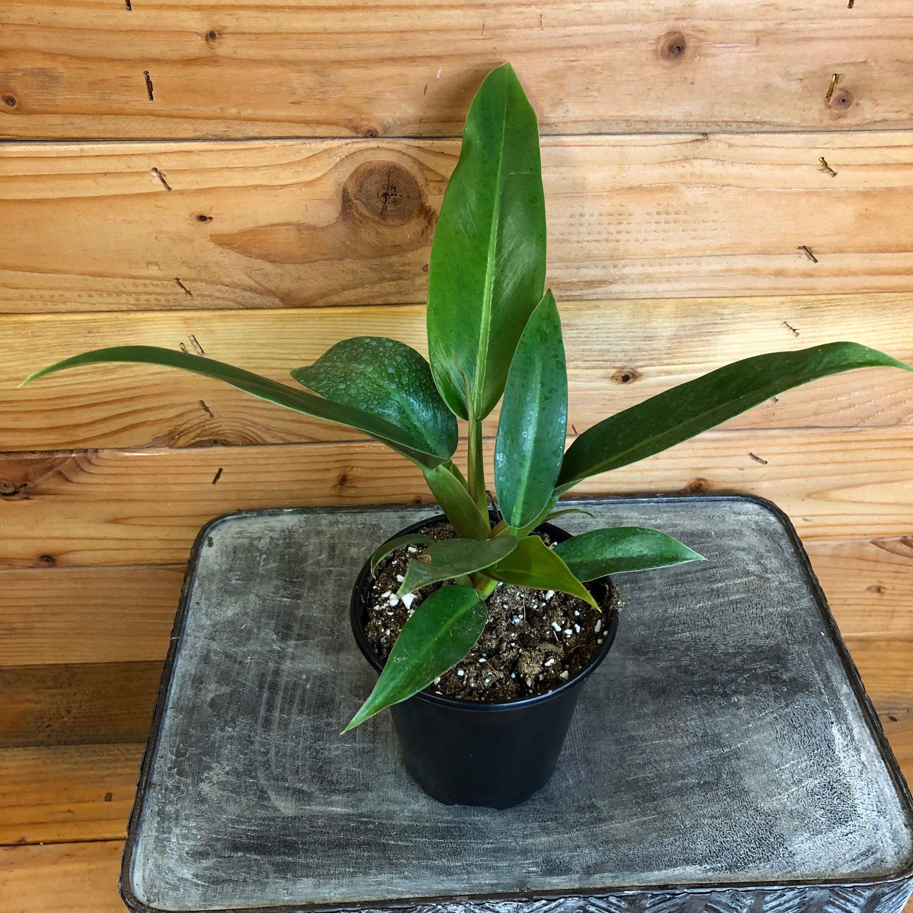 Philodendron Little Phil, 4" Plant - Walmart.com