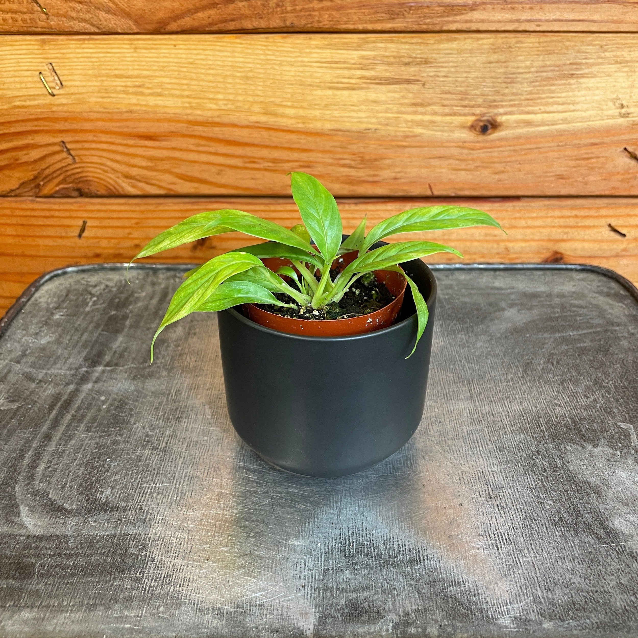 Philodendron Lynette, 2" Plant, The Plant Farm - Walmart.com