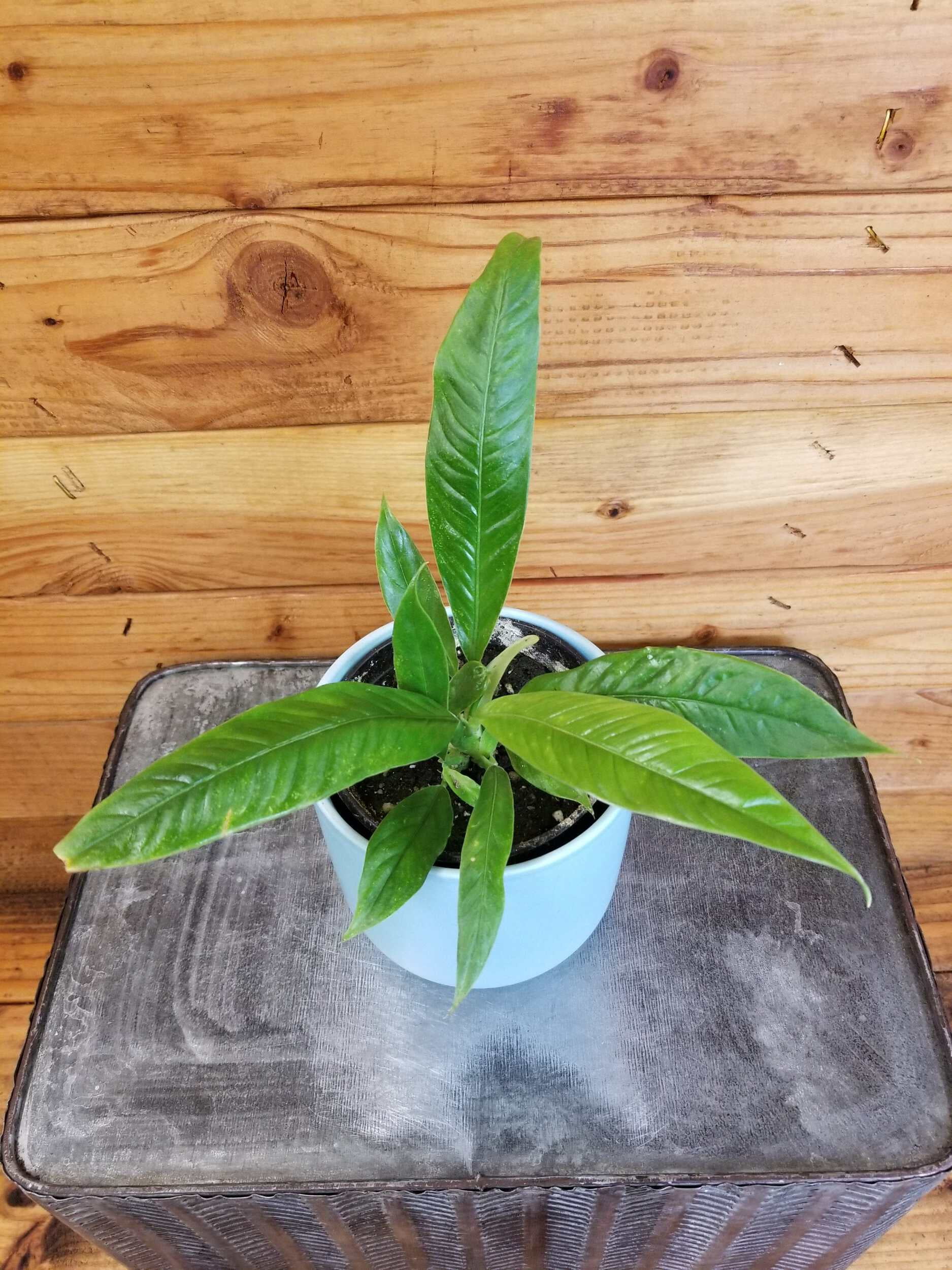 The Plant Farm Philodendron Lynette, 4-Inch Plant, Velvet Leaves ...