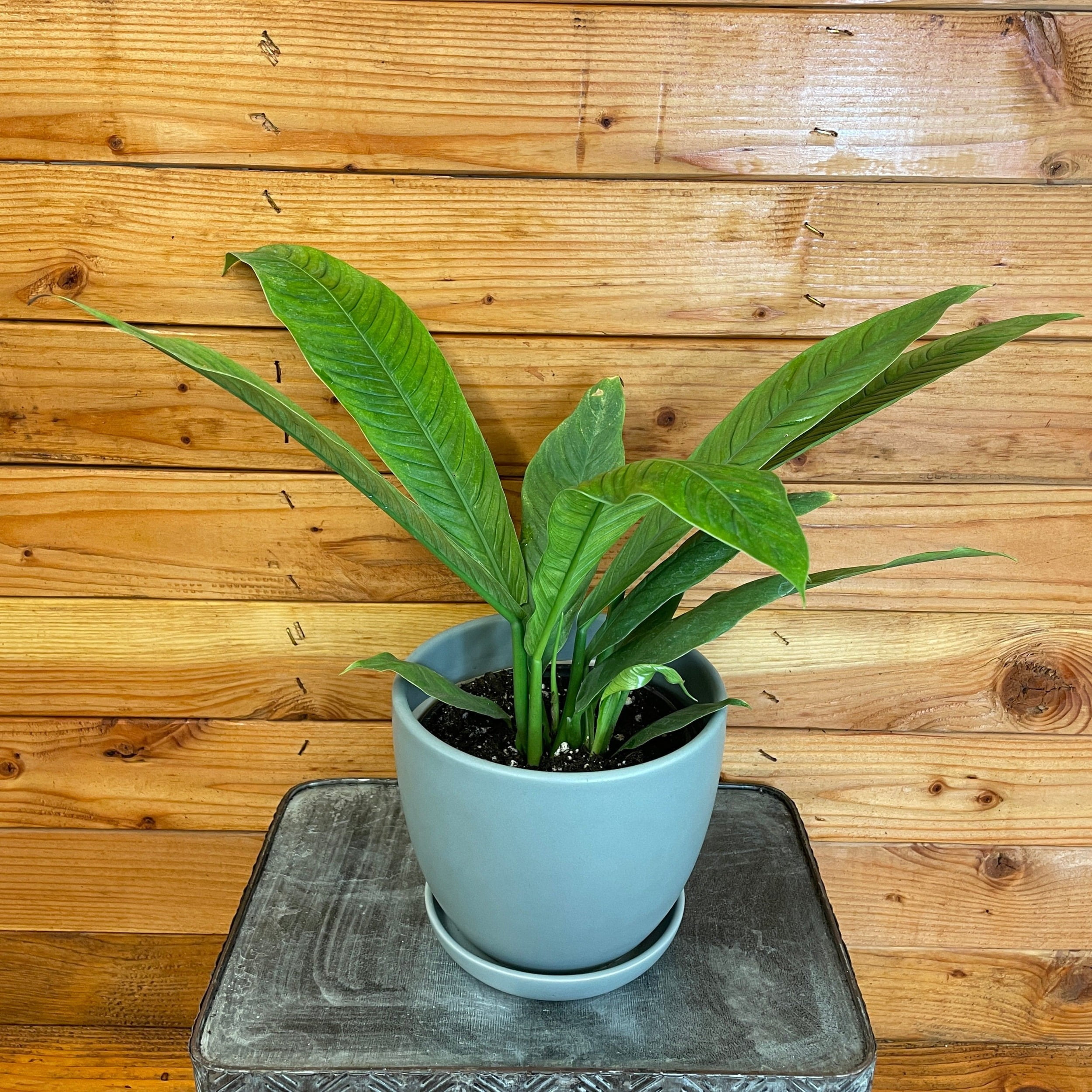 Philodendron Lynette, 6" Plant, The Plant Farm - Walmart.com