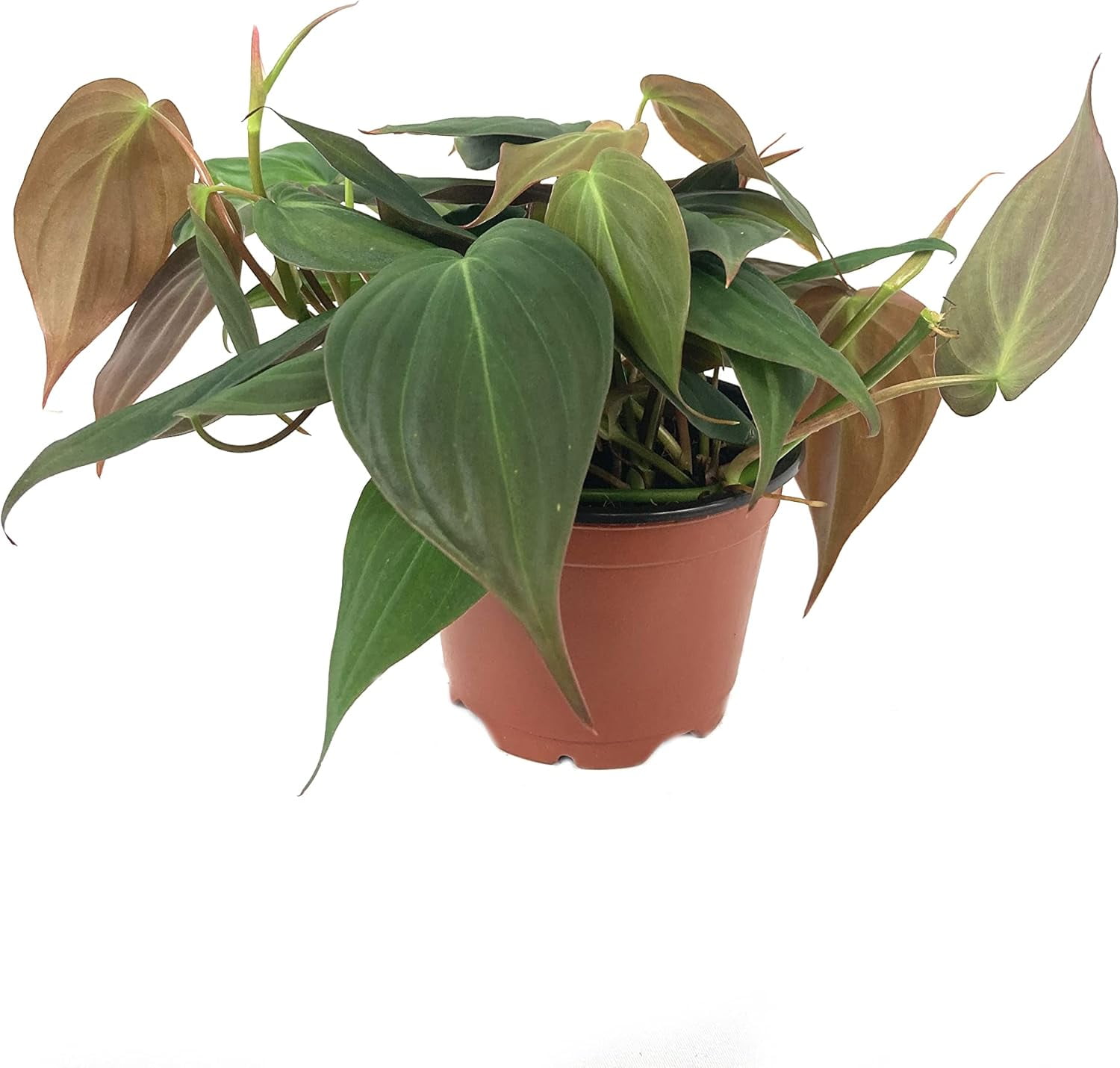 Philodendron Micans - 3 Live Plants in 4 Inch Growers Pots ...