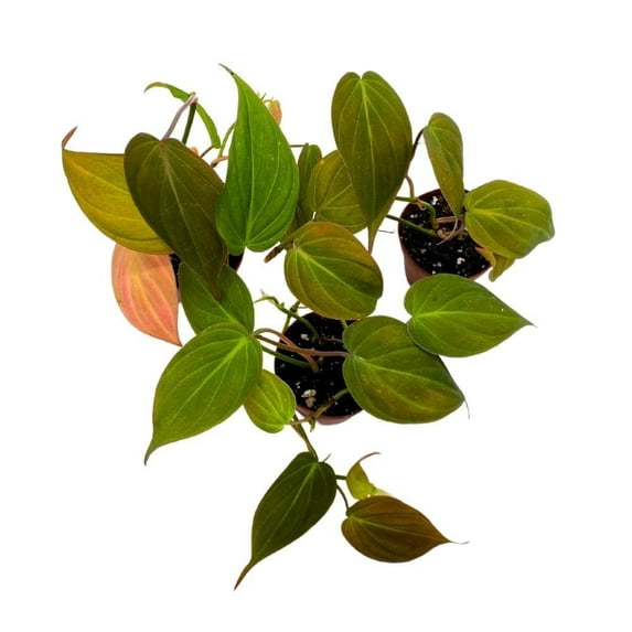 Philodendron Micans Heart Leaf Philo hederaceum, 2 inch Set of 3, Tiny ...