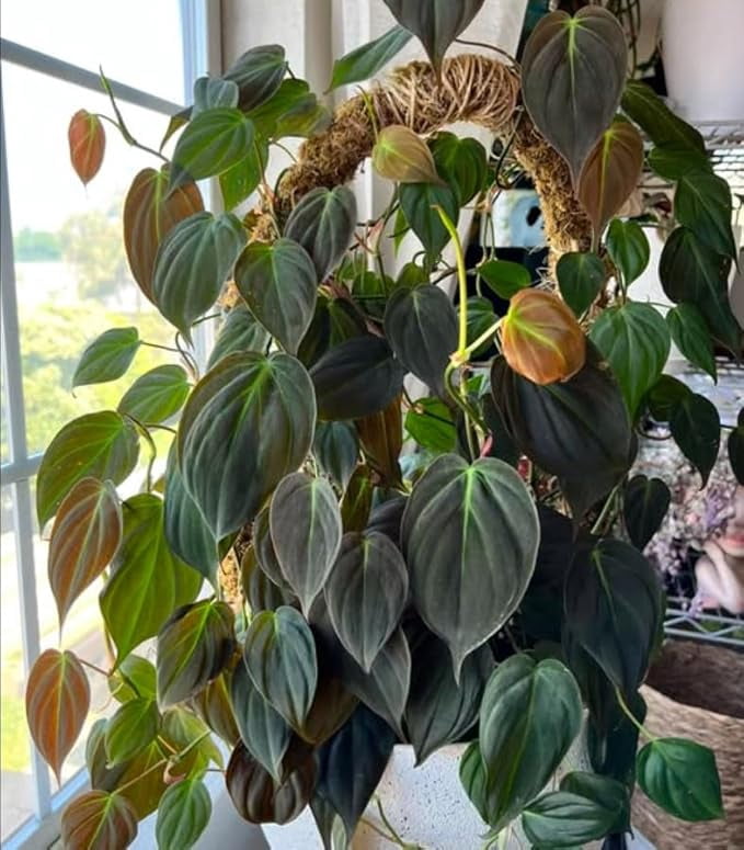 Philodendron Micans Live Plant in 4 Inch Pot Velvet Leaf Trailing ...