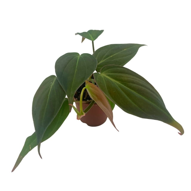 Philodendron Micans in a 2 inch Pot, Starter House Plant, Rare Philo ...