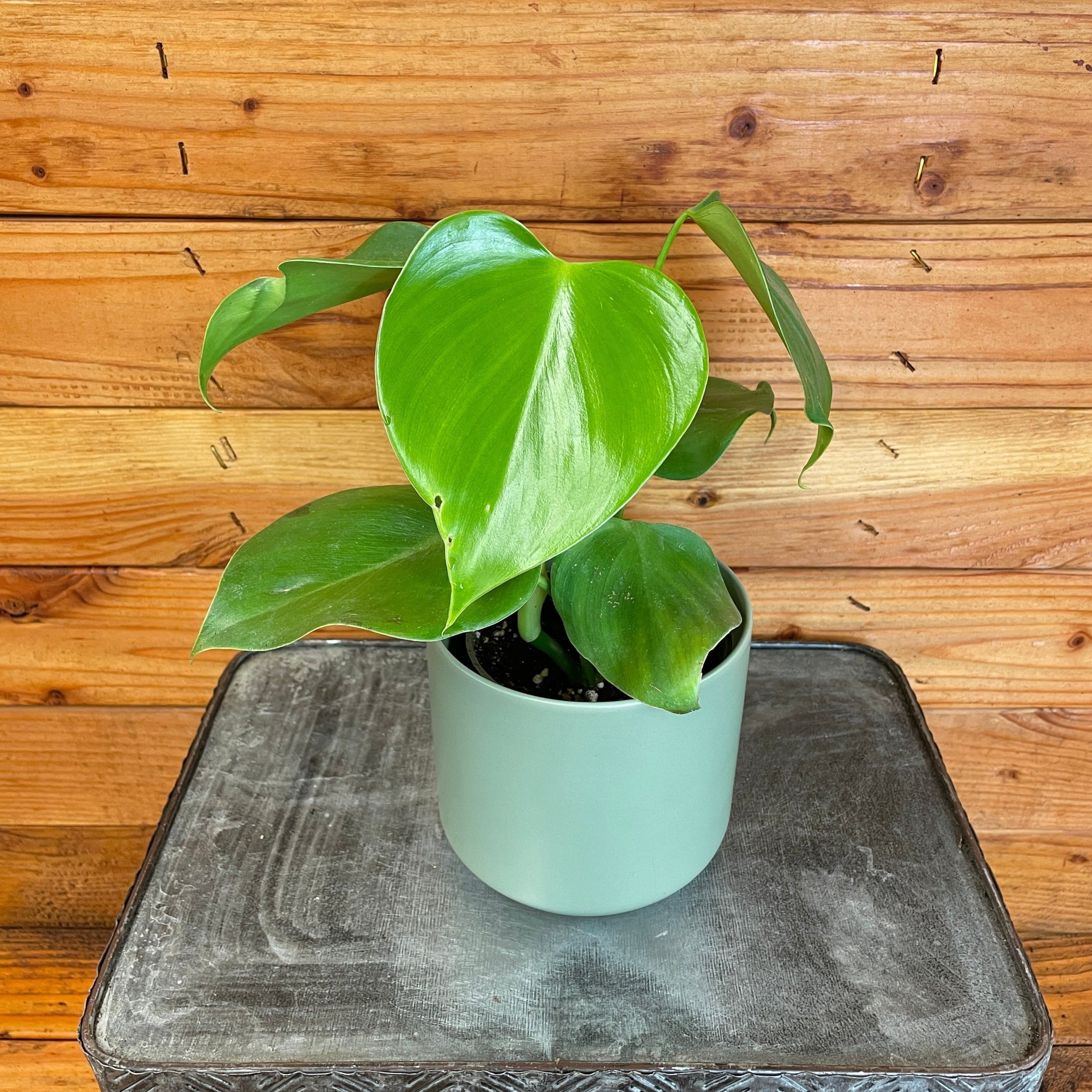 Philodendron Microstictum, 4" Plant, The Plant Farm - Walmart.com