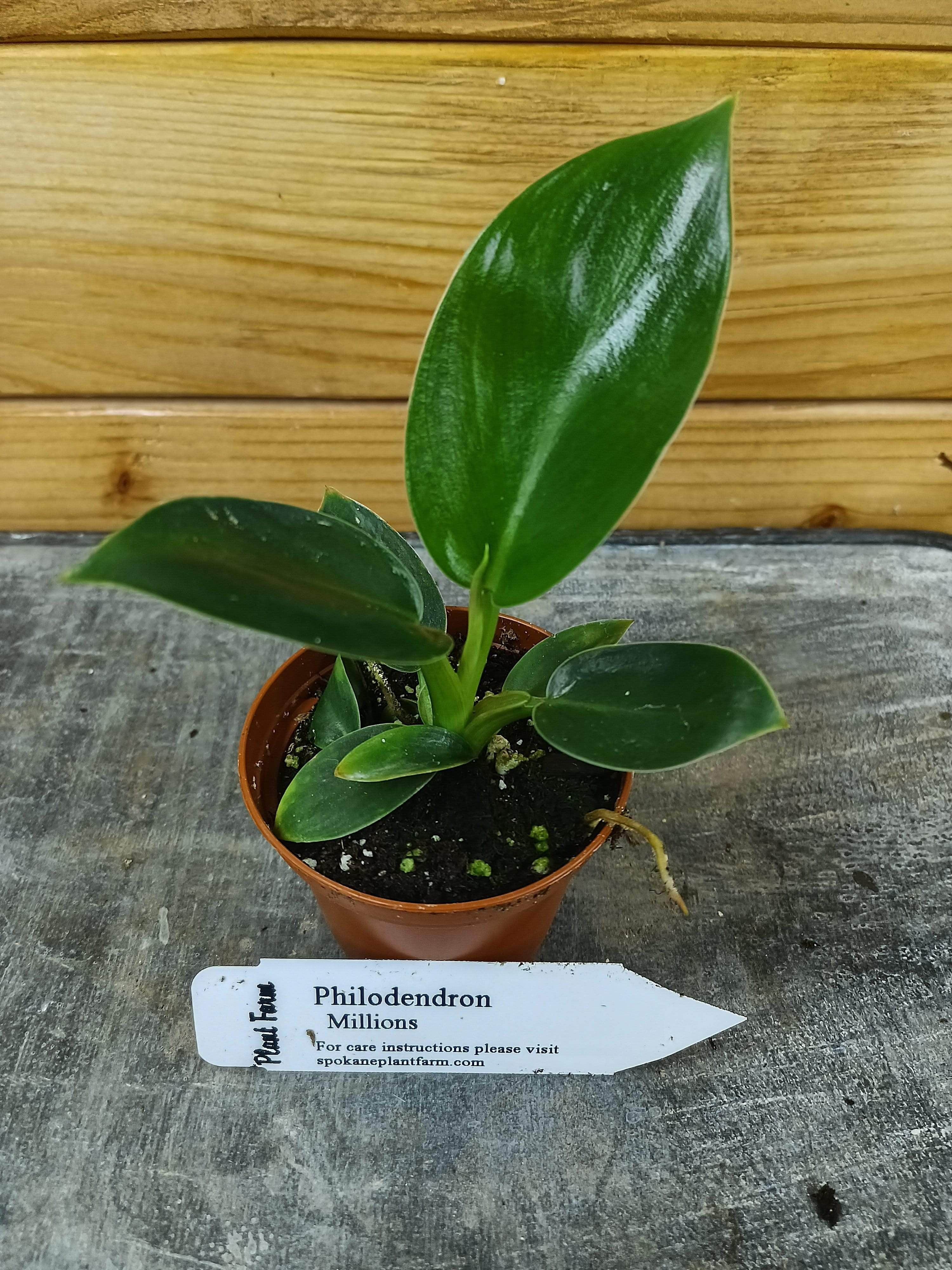 Philodendron Millions, 2" Plant - Walmart.com