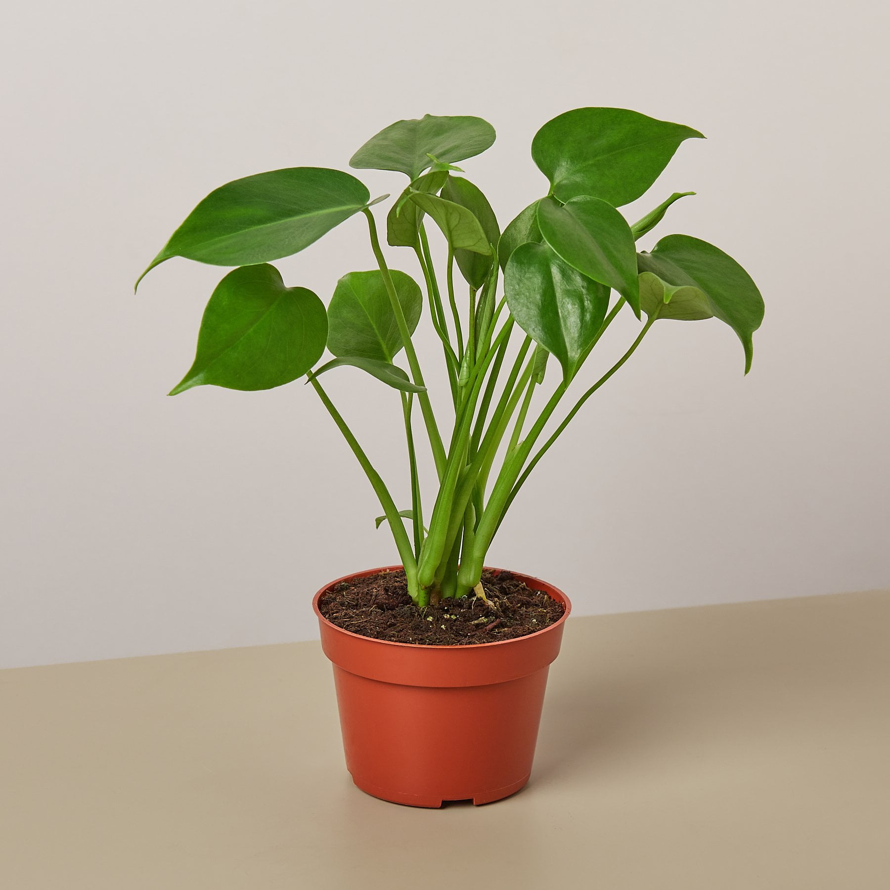 Split Leaf Philodendron Indoor