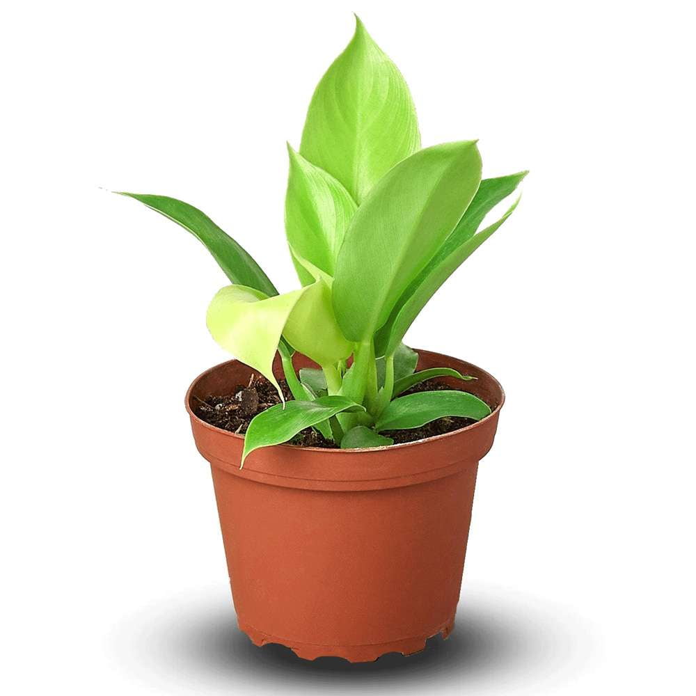 Philodendron Moonlight Live Plant for Indoor | Different Houseplants in ...