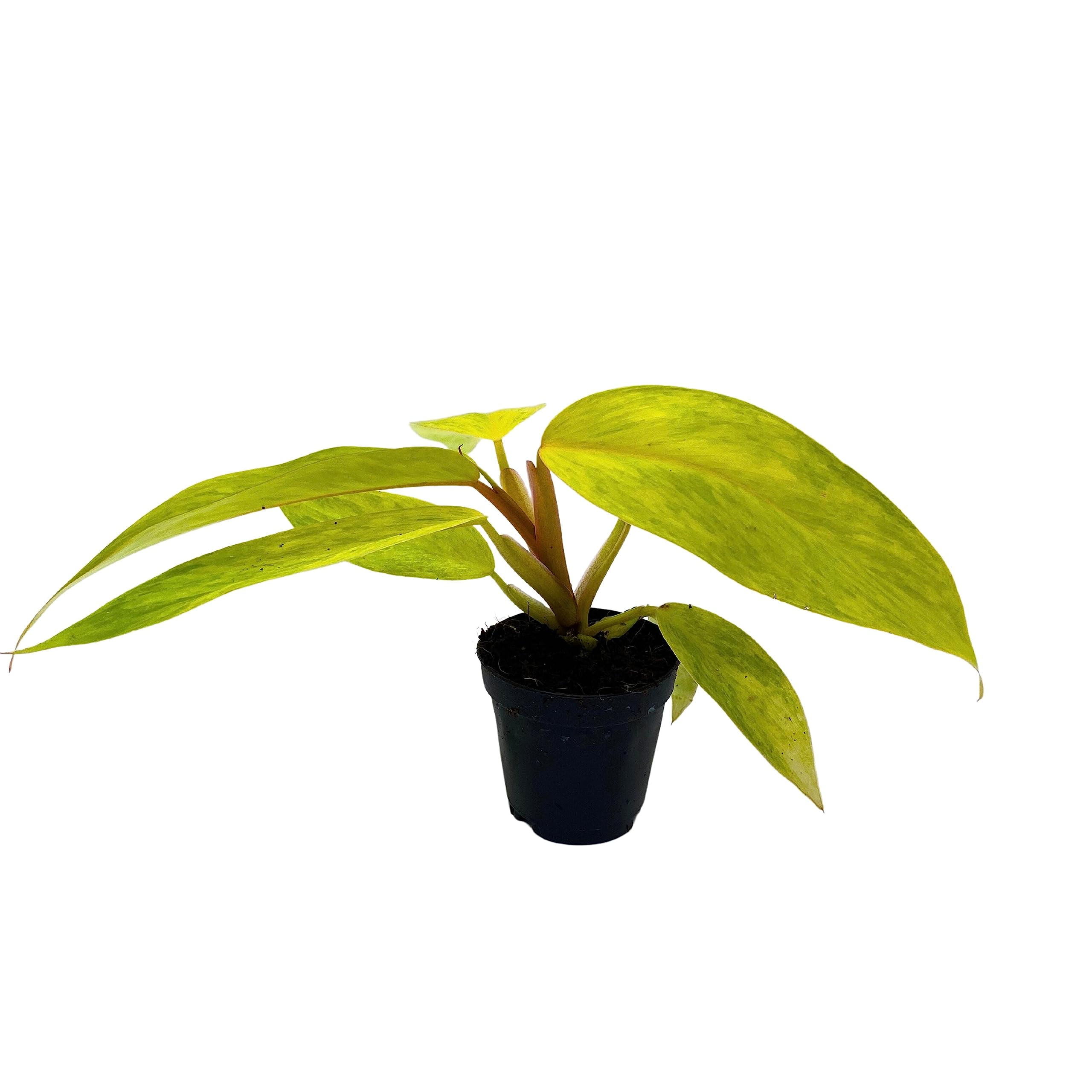 Philodendron Painted Lady, Philodendron Erubescens, Variegated Philo in ...