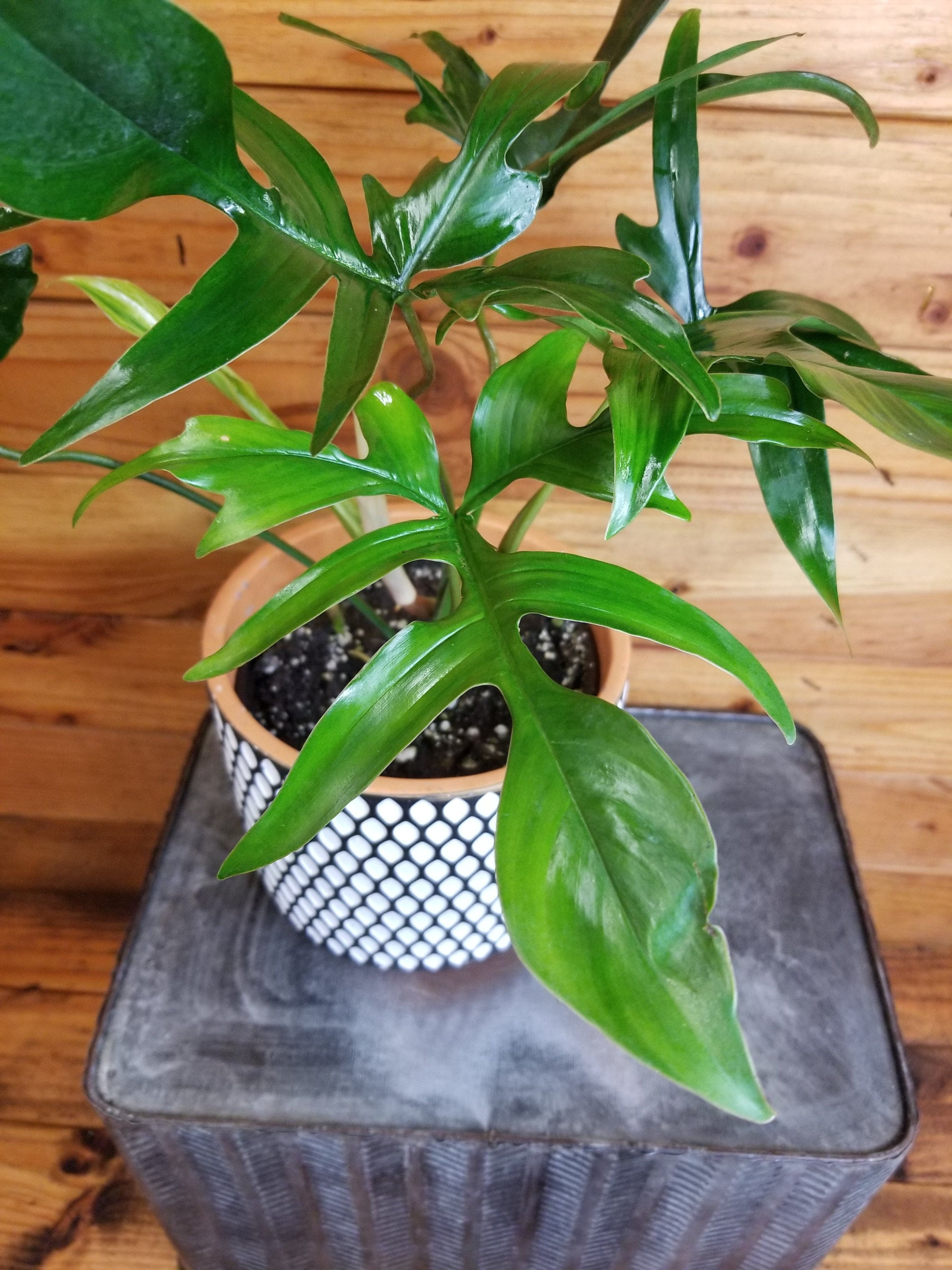 Philodendron Pedatum Glad Hands, 6" Plant, The Plant Farm - Walmart.com