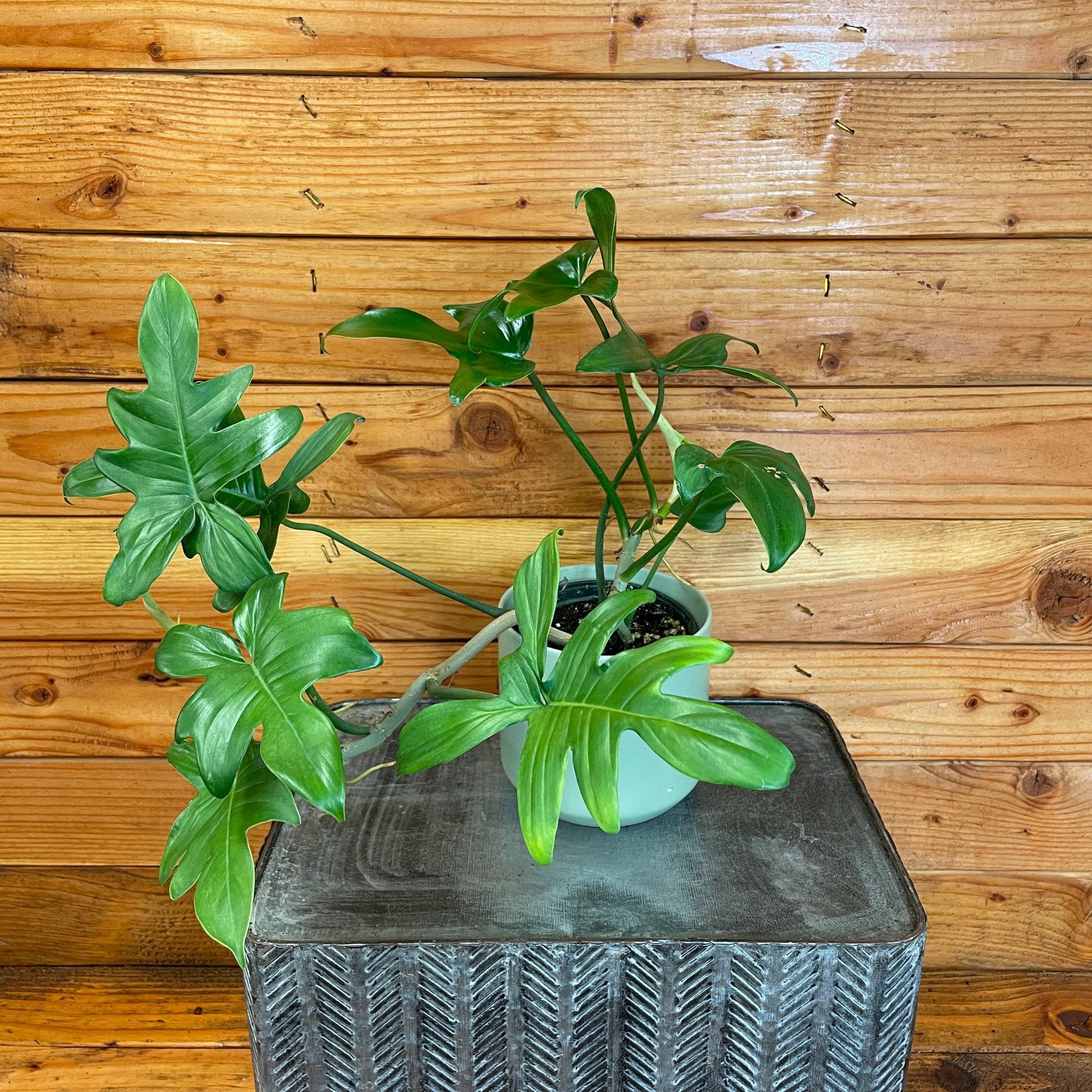 Philodendron Pedatum Reindeer, 4" Plant, The Plant Farm - Walmart.com
