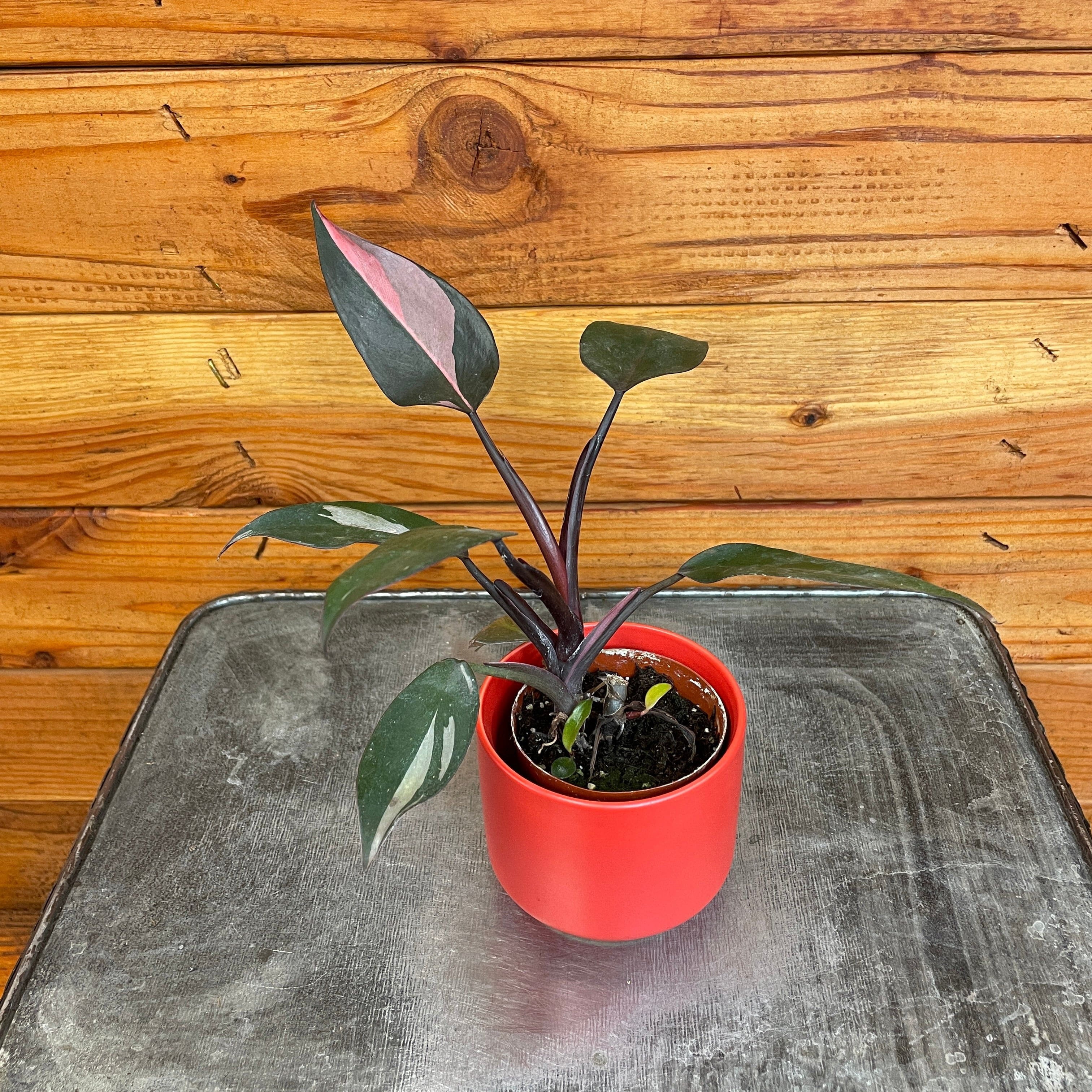 Philodendron Pink Princess, 2" Plant, The Plant Farm - Walmart.com
