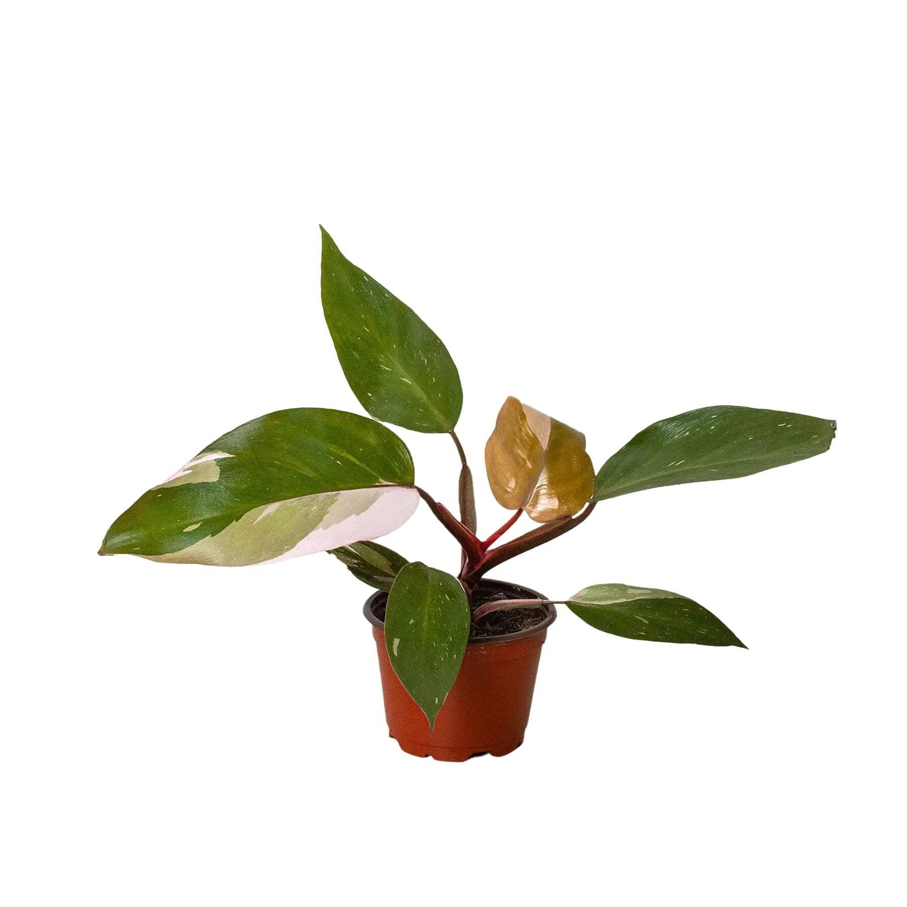 Walmart Pink Princess Philodendron
