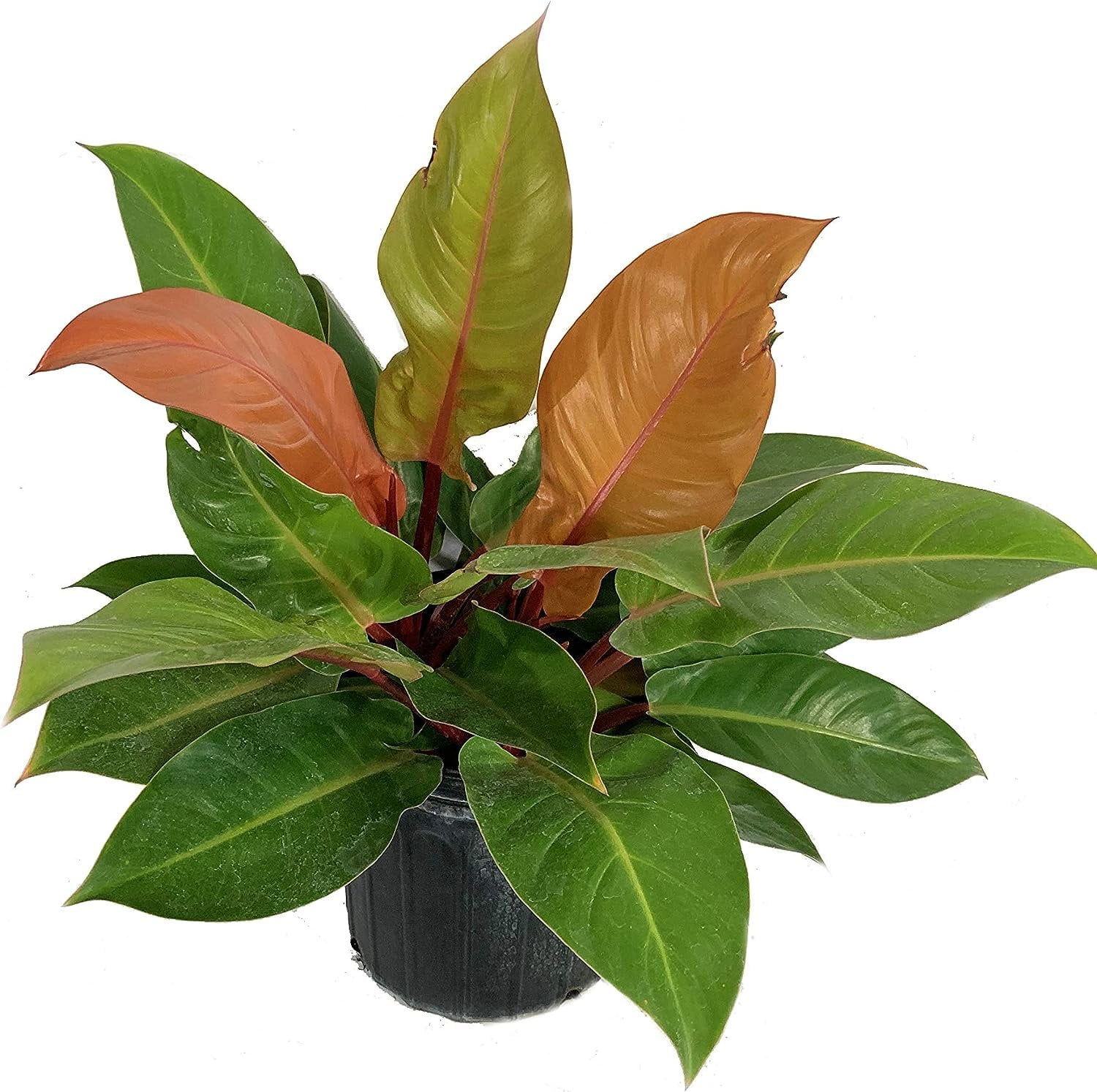 Philodendron Prince of Orange - Live Plant in a 10 Inch Growers Pot ...