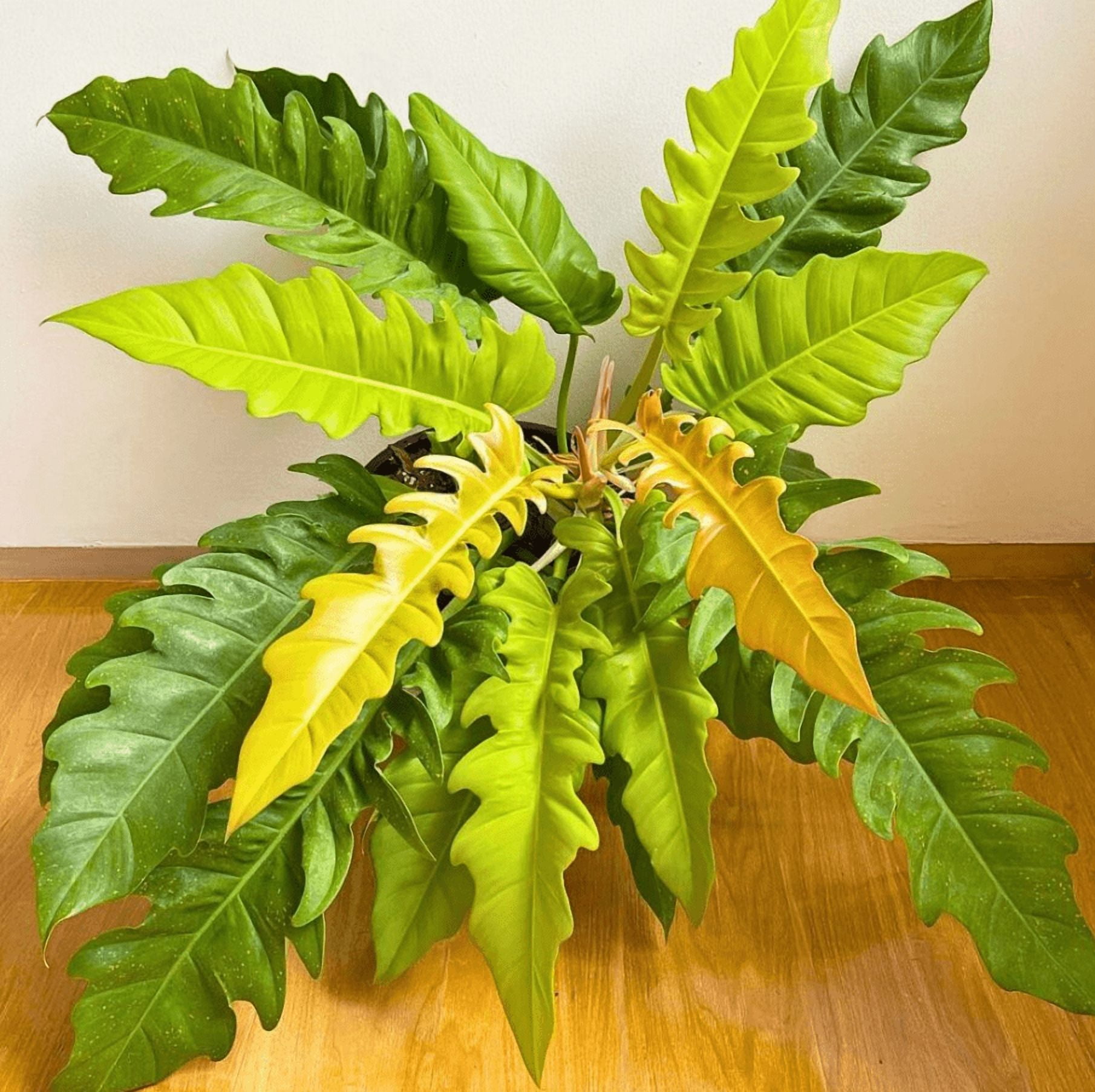 Philodendron Ring of Fire Live Plant, Rare Tropical Houseplant in 4 ...