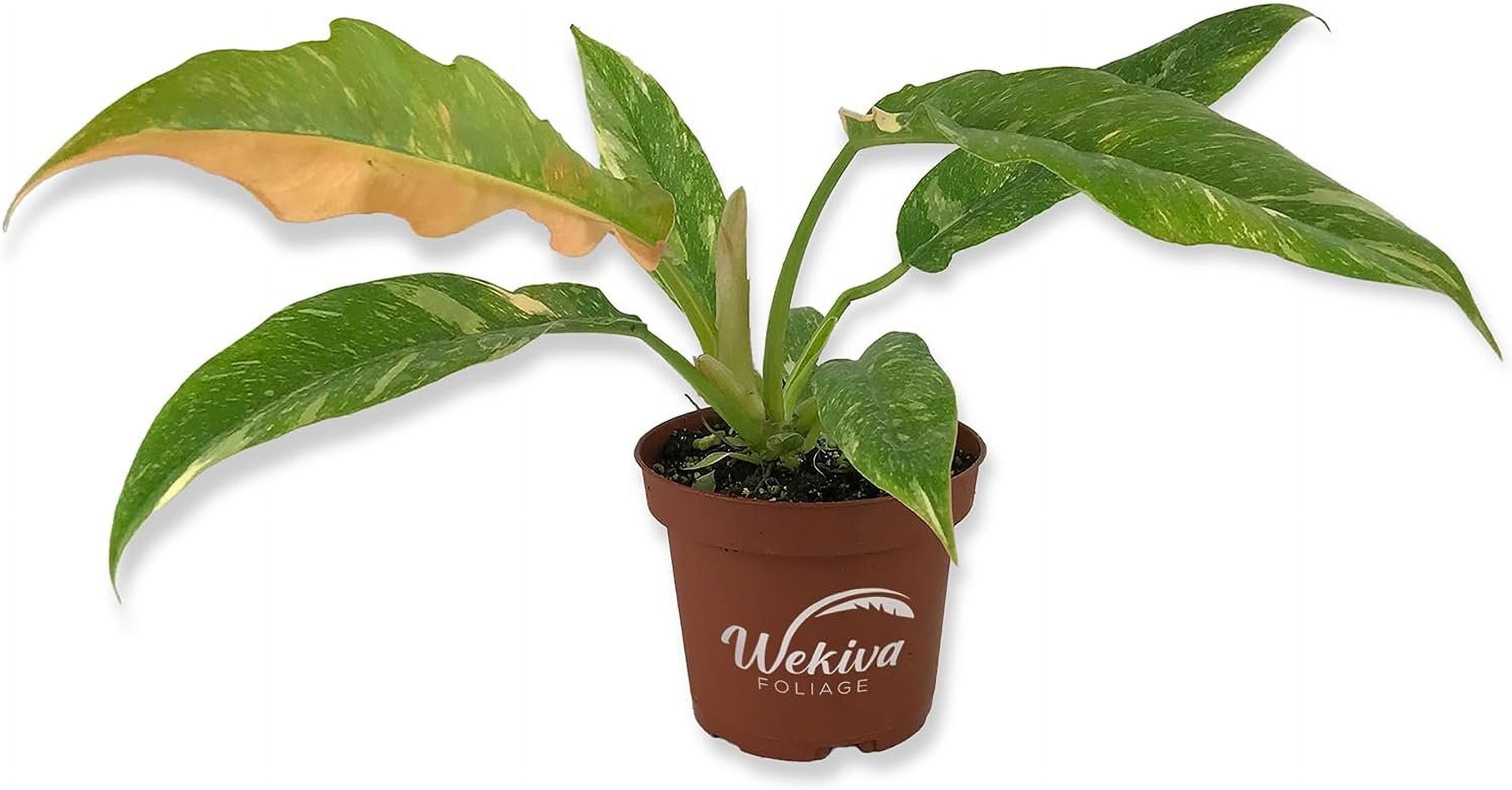 Philodendron Ring of Fire - Live Plant in a 4 Inch Pot - Philodendron ...