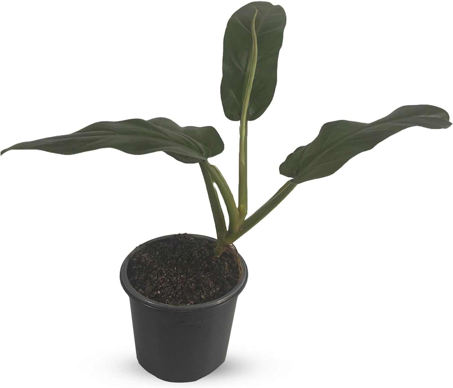 Philodendron SP Napo by LEAL PLANTS ECUADOR |Green Live House Plant ...