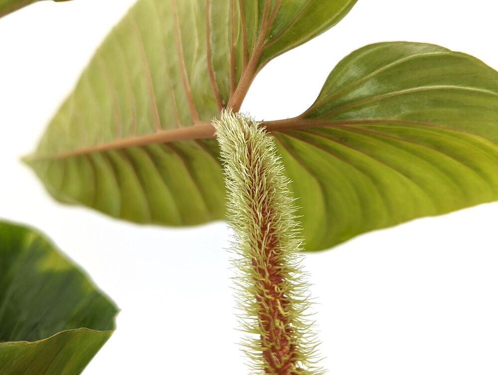 Philodendron Serpens Mature Plant Rooted in 4 inch Pot - Beautiful ...