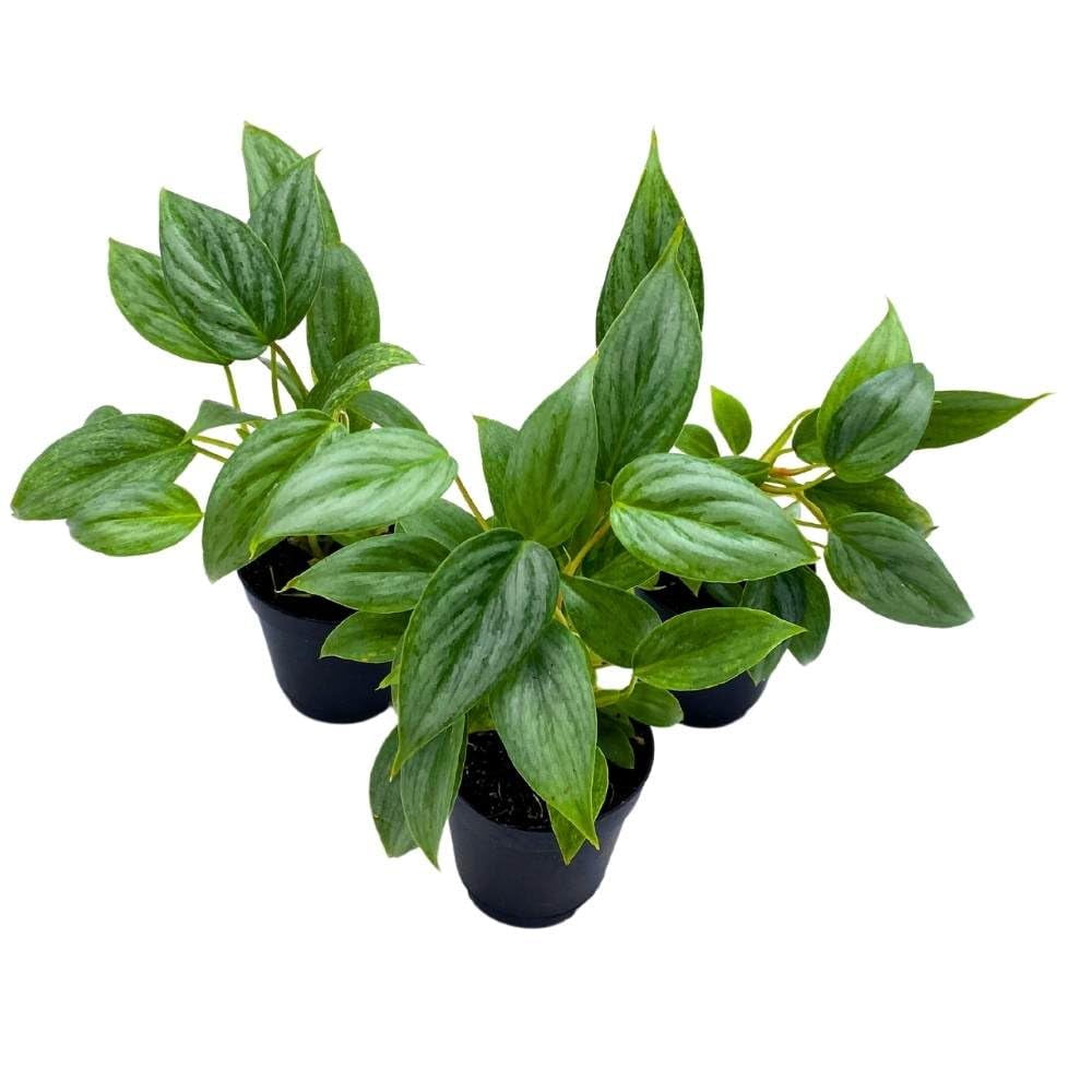 Philodendron Sodiroi 2 inch Set of 3 Silver Leaf Philo Tiny Mini Pixie ...