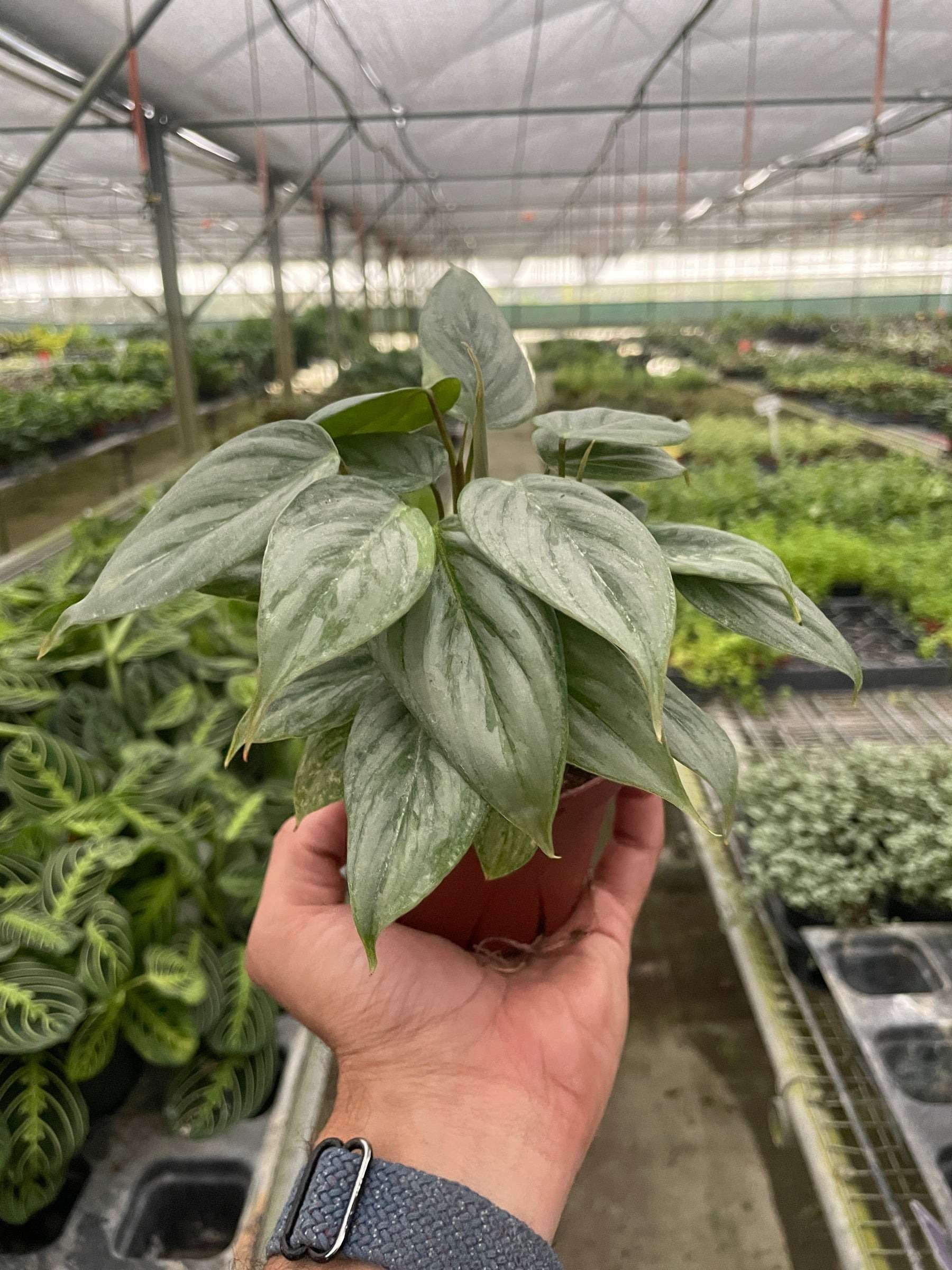 Philodendron Sodiroi Live Plant for Indoor | Different Houseplants in 4 ...