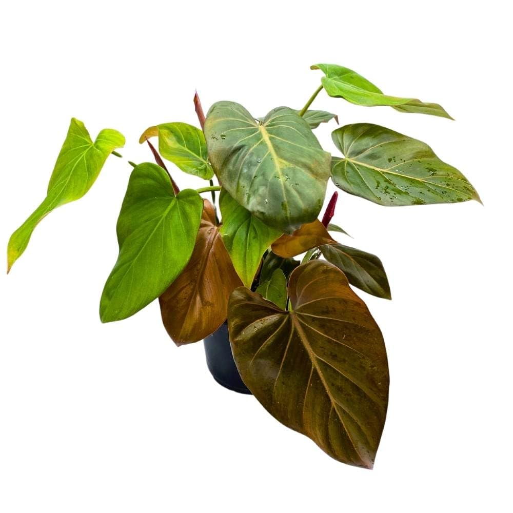 Philodendron Summer Glory 6 inch McColley's Finale X Gloriosum Hybrid ...